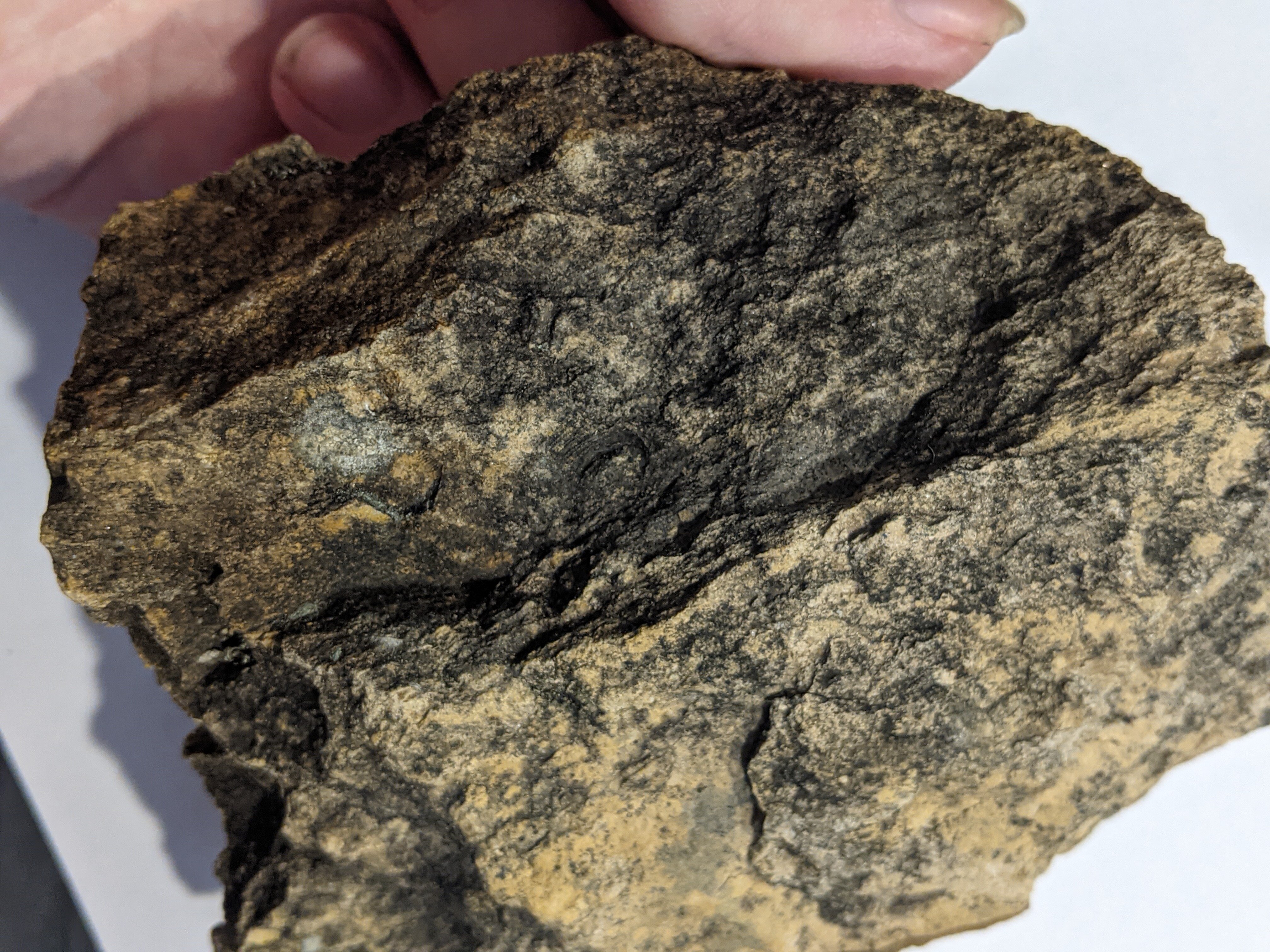 Assortment of Permian marine fossils from the Branxton formation, NSW ...