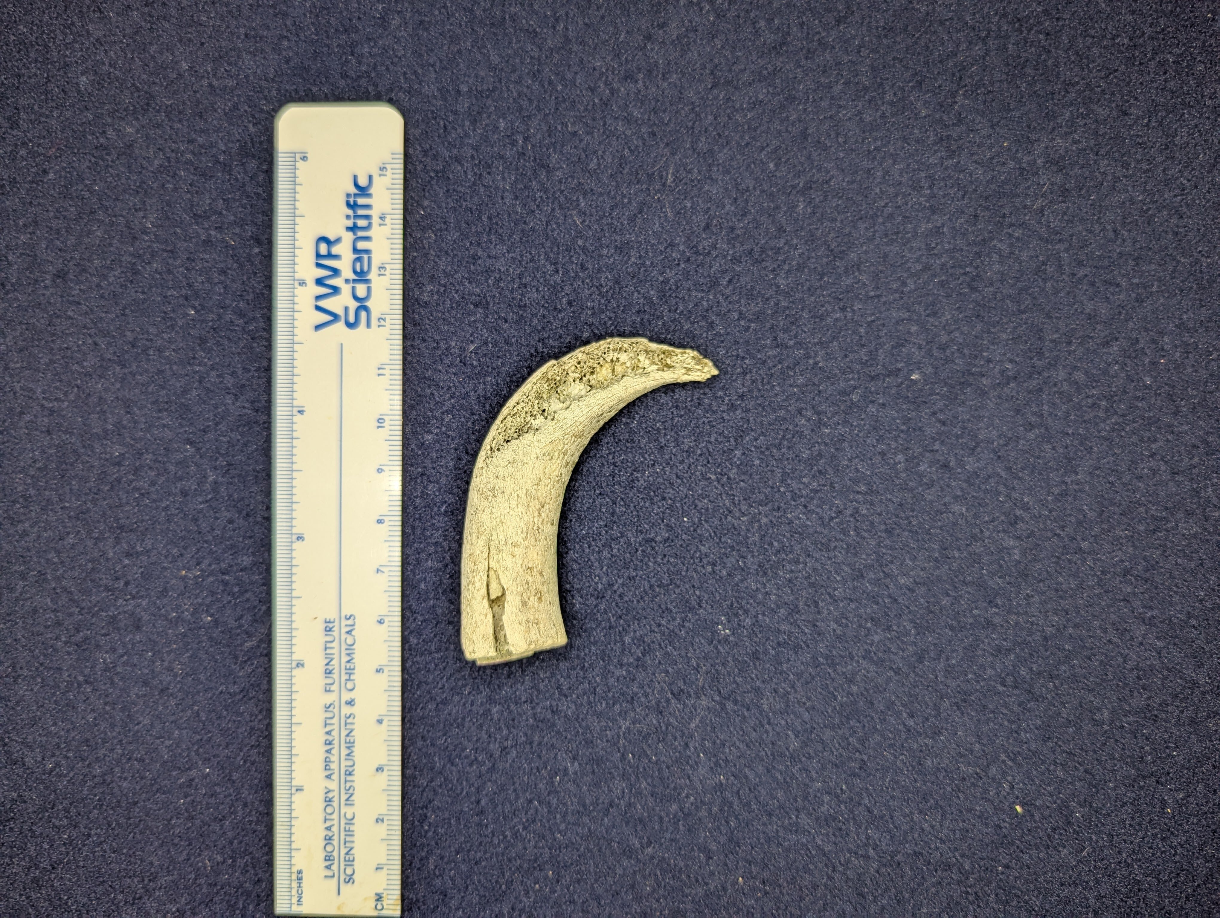 Odd shaped bone - Fossil ID - The Fossil Forum