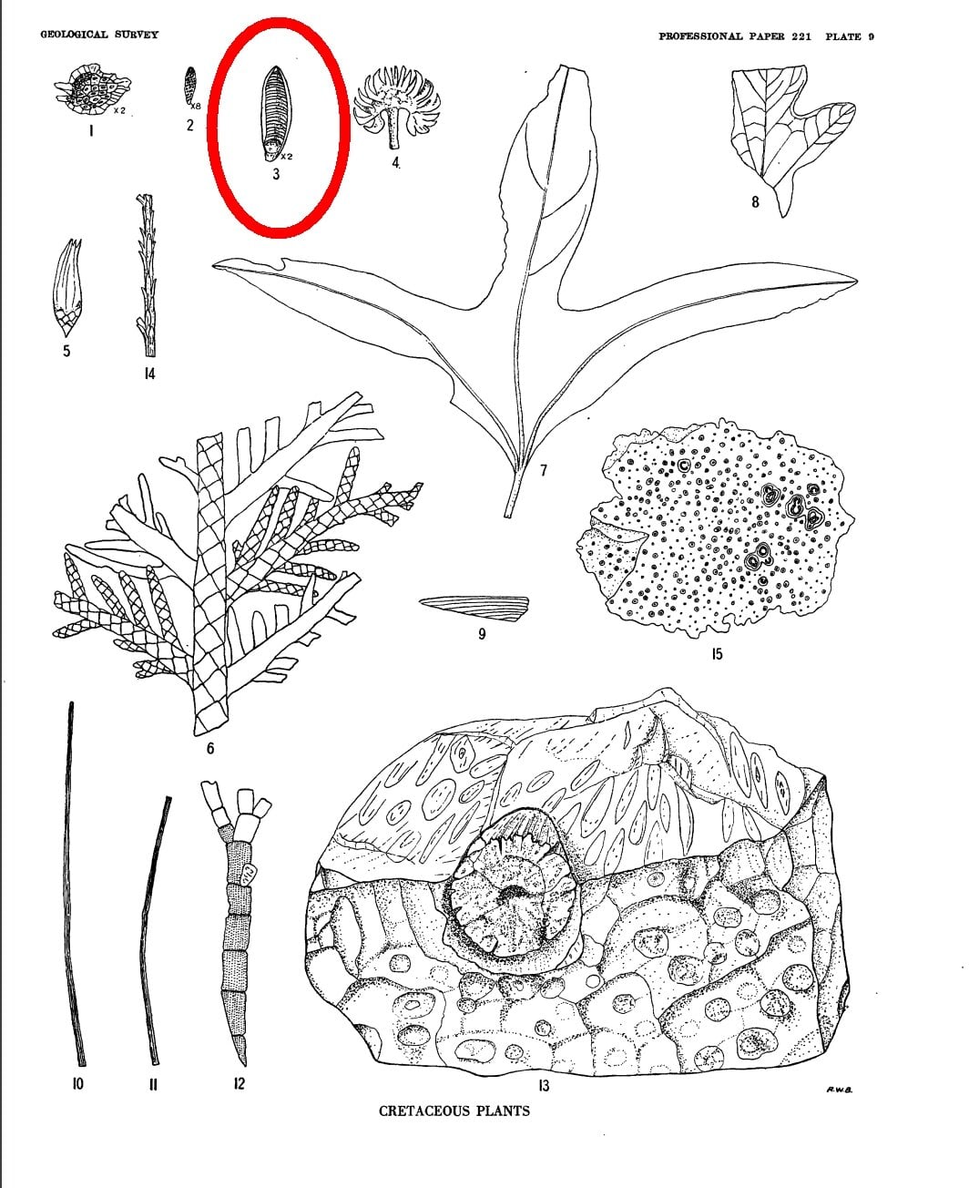Fossil caterpillar? - Fossil ID - The Fossil Forum