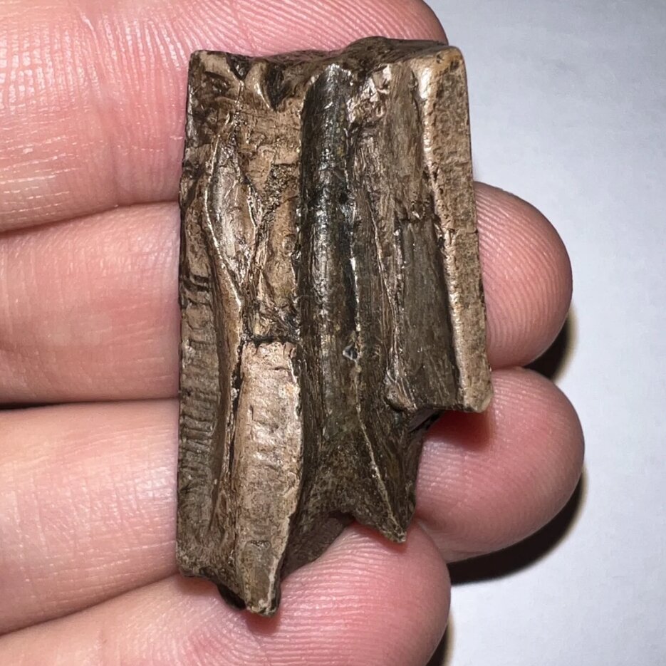 T-Rex tooth fragment need info - Member Collections - The Fossil Forum