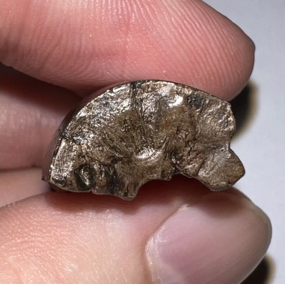 T-Rex tooth fragment need info - Member Collections - The Fossil Forum