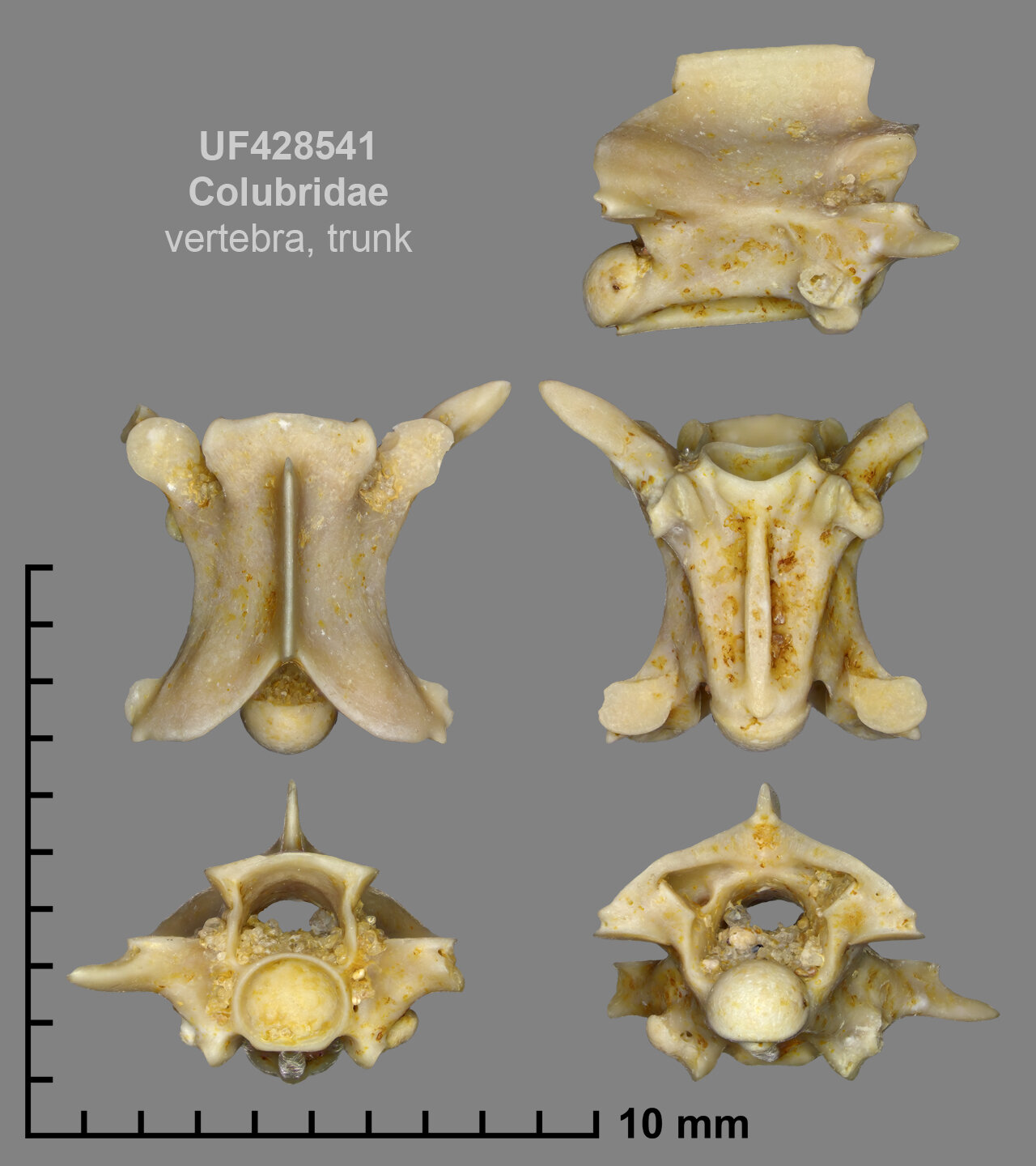 Snake vertebrae from Tampa, FL - Fossil ID - The Fossil Forum