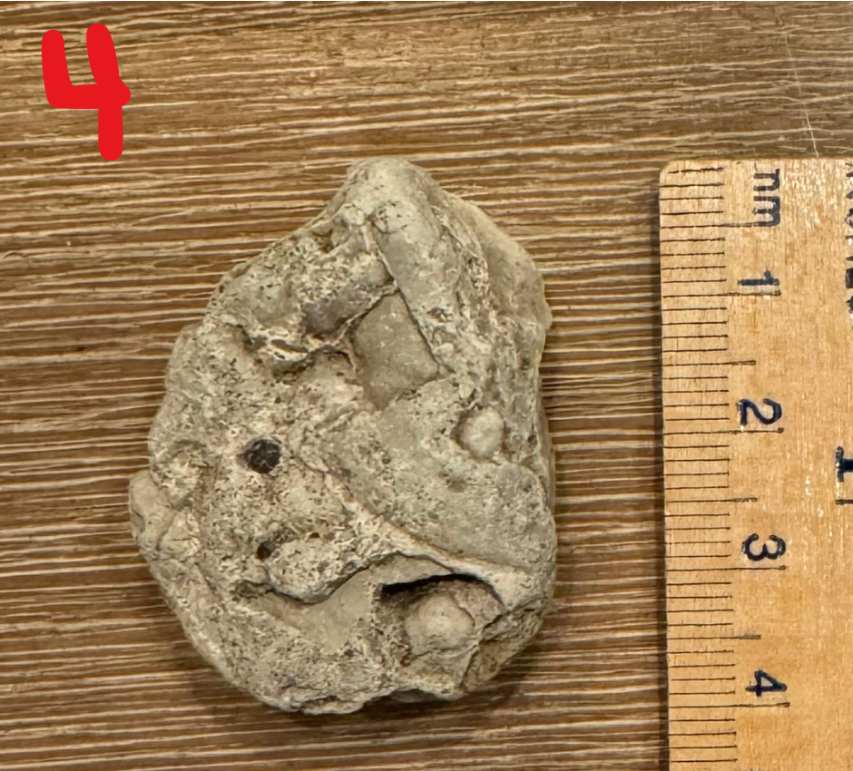 Help Identifying Aurora NC Fossils - Fossil ID - The Fossil Forum