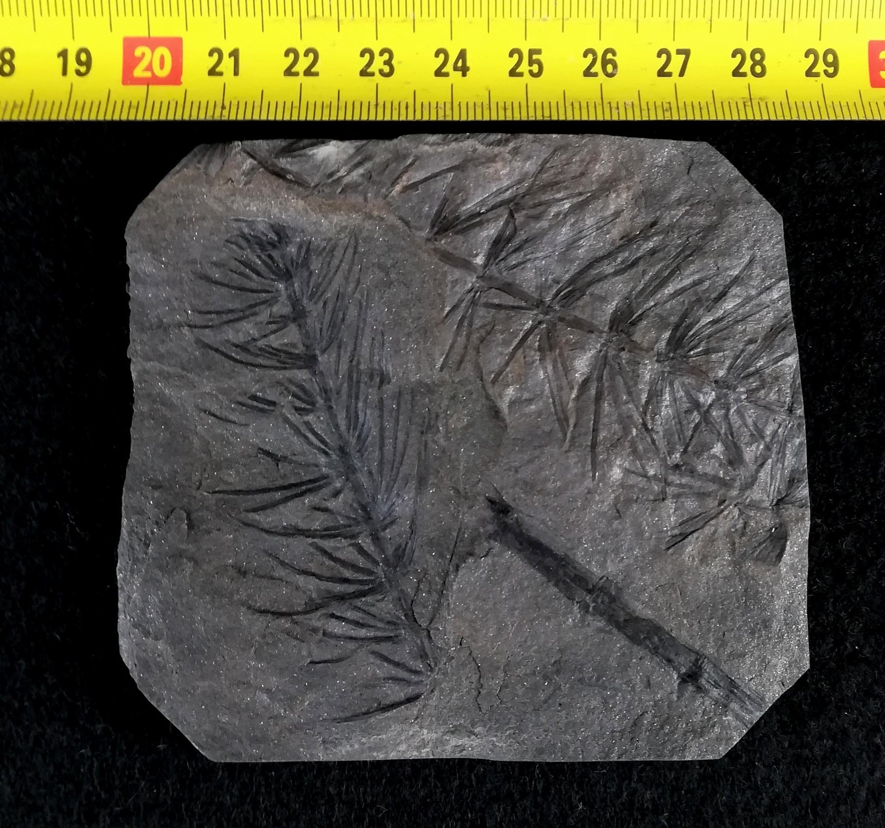 Show Us Your Calamites! - General Fossil Discussion - The Fossil Forum