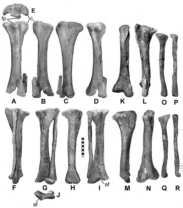 Need help id Fossil - Allosaurus fibula? - Fossil ID - The Fossil Forum