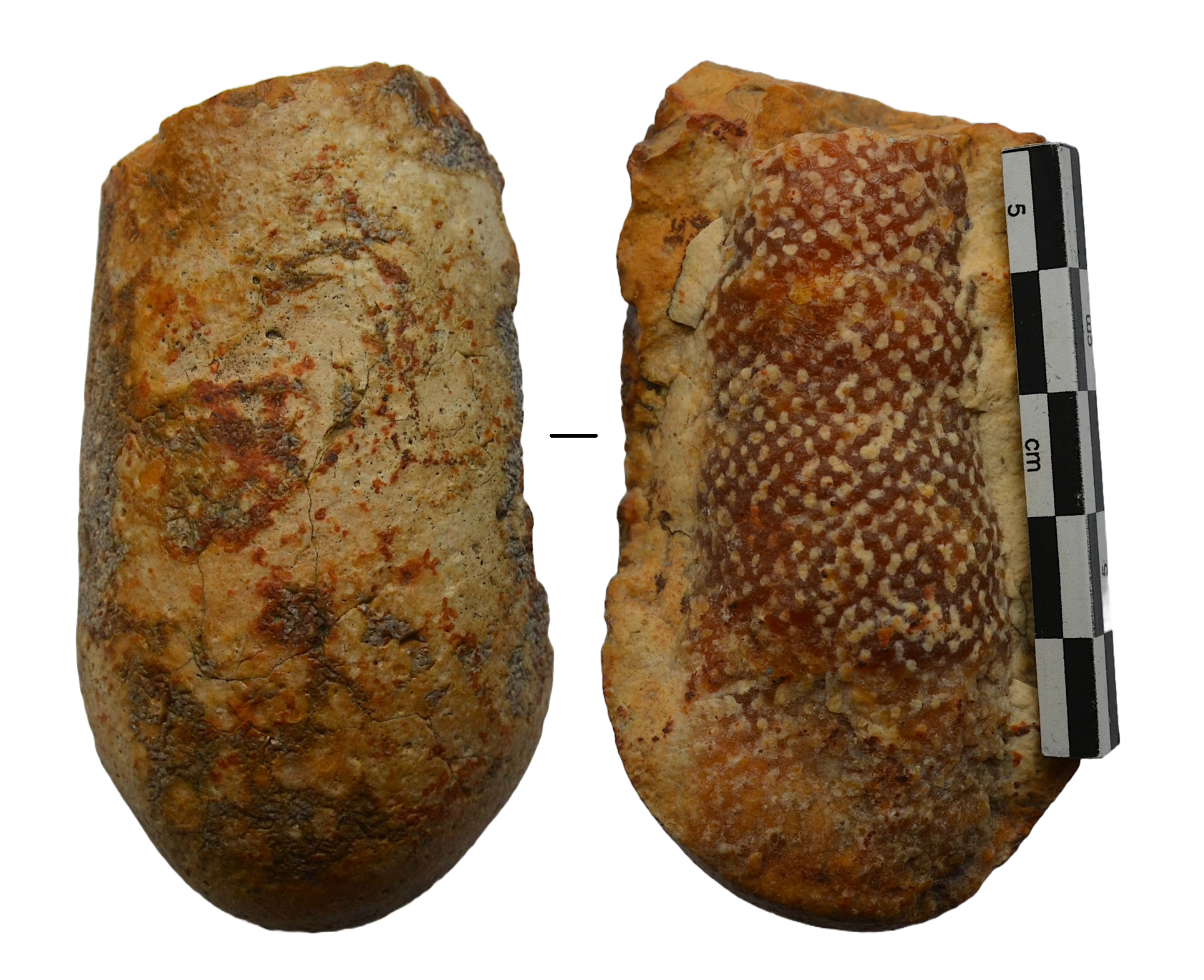 Bryozoan branch structure - General Fossil Discussion - The Fossil Forum