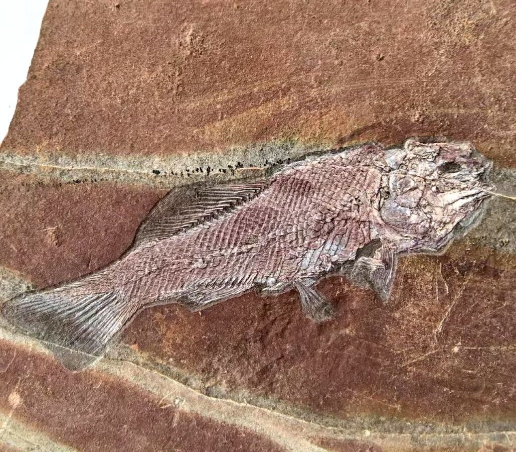 Xingyia gracilis - Member Collections - The Fossil Forum