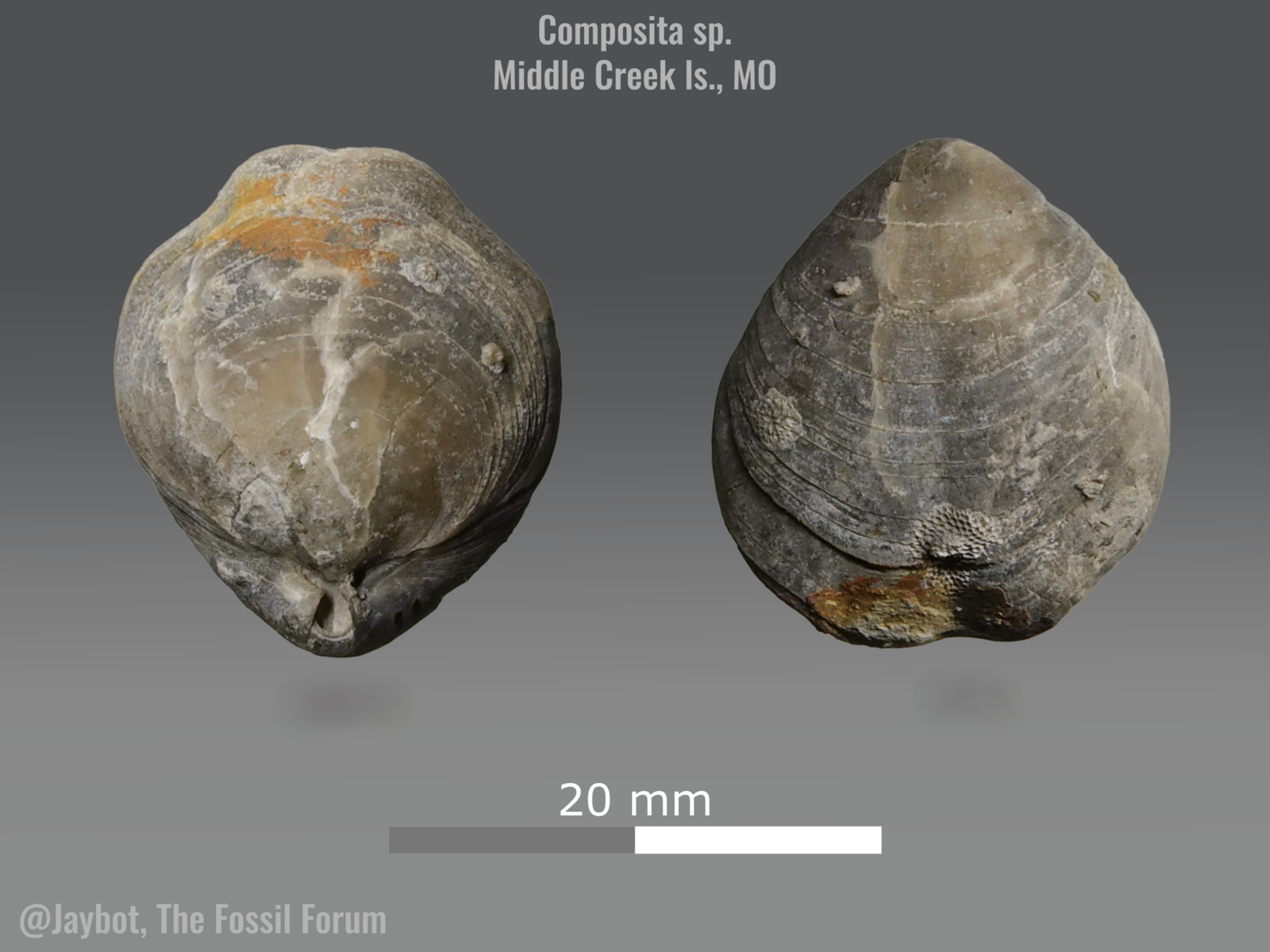 Composita sp. - Member Collections - The Fossil Forum
