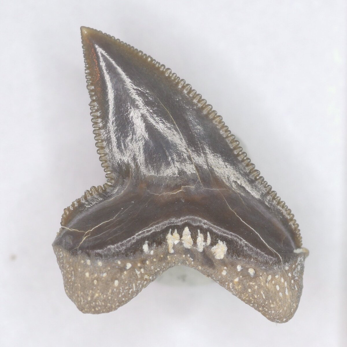 Squalicorax - Cretaceous - The Fossil Forum