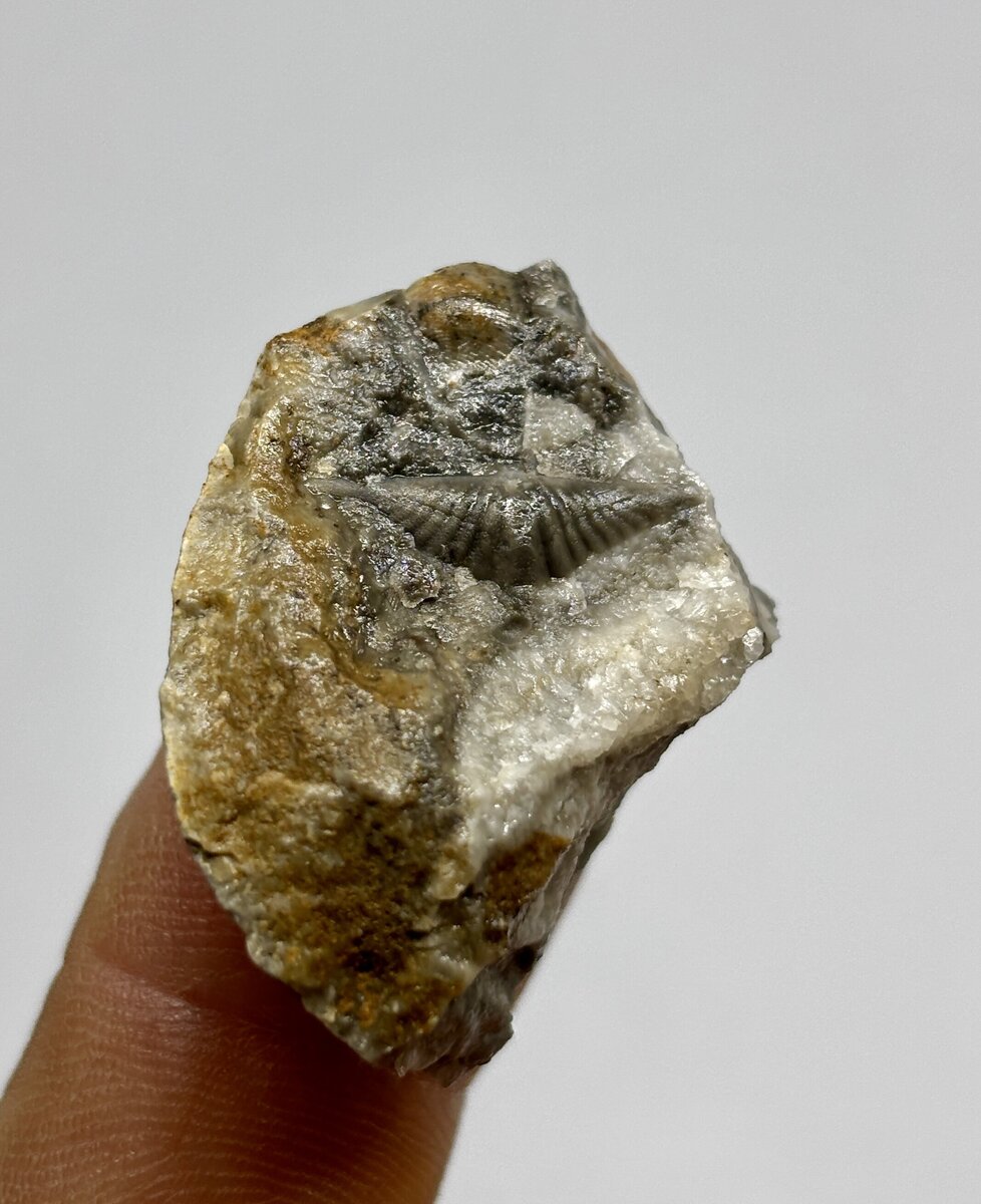 Lower Carboniferous Ireland - The Fossil Forum