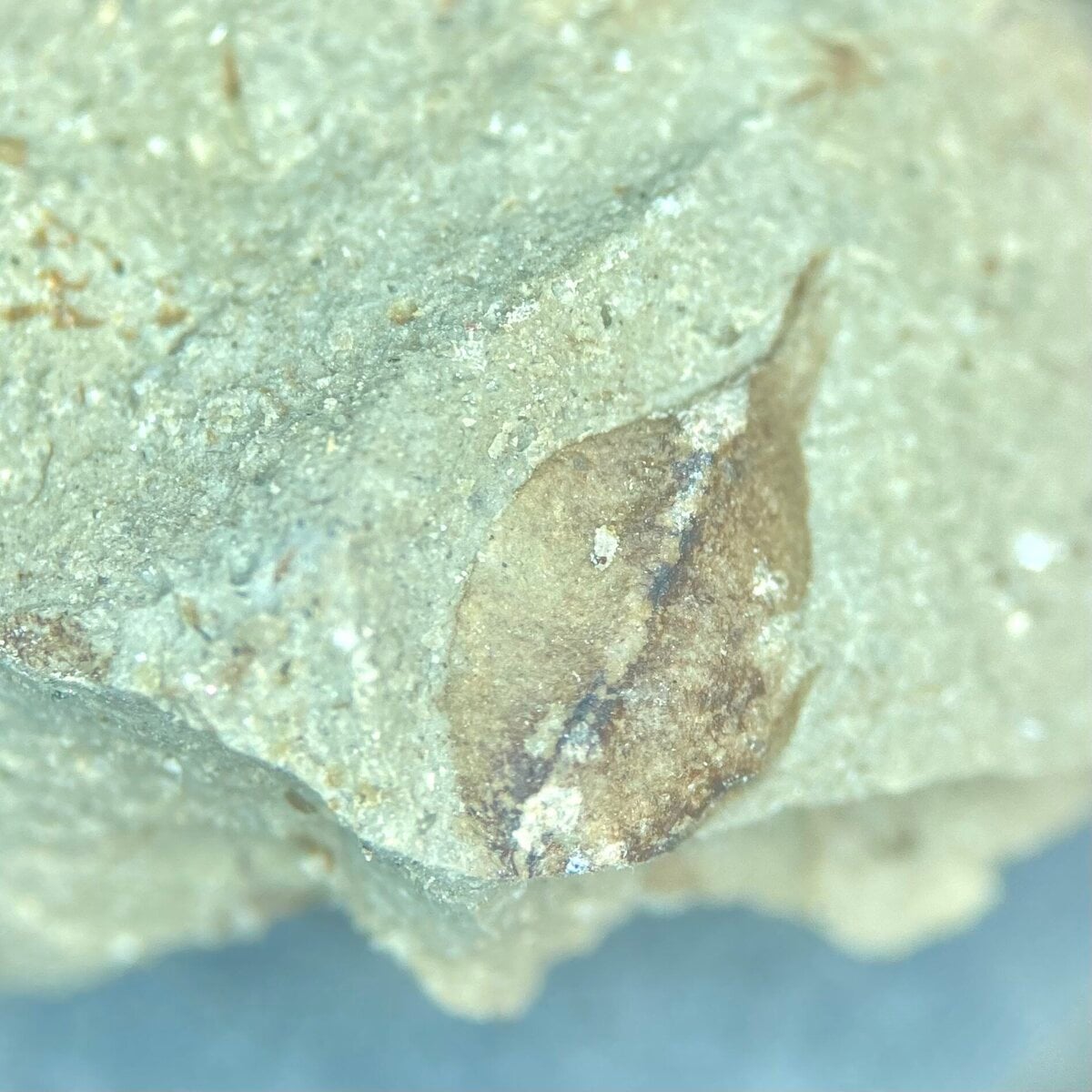 Seed? - Cretaceous - The Fossil Forum