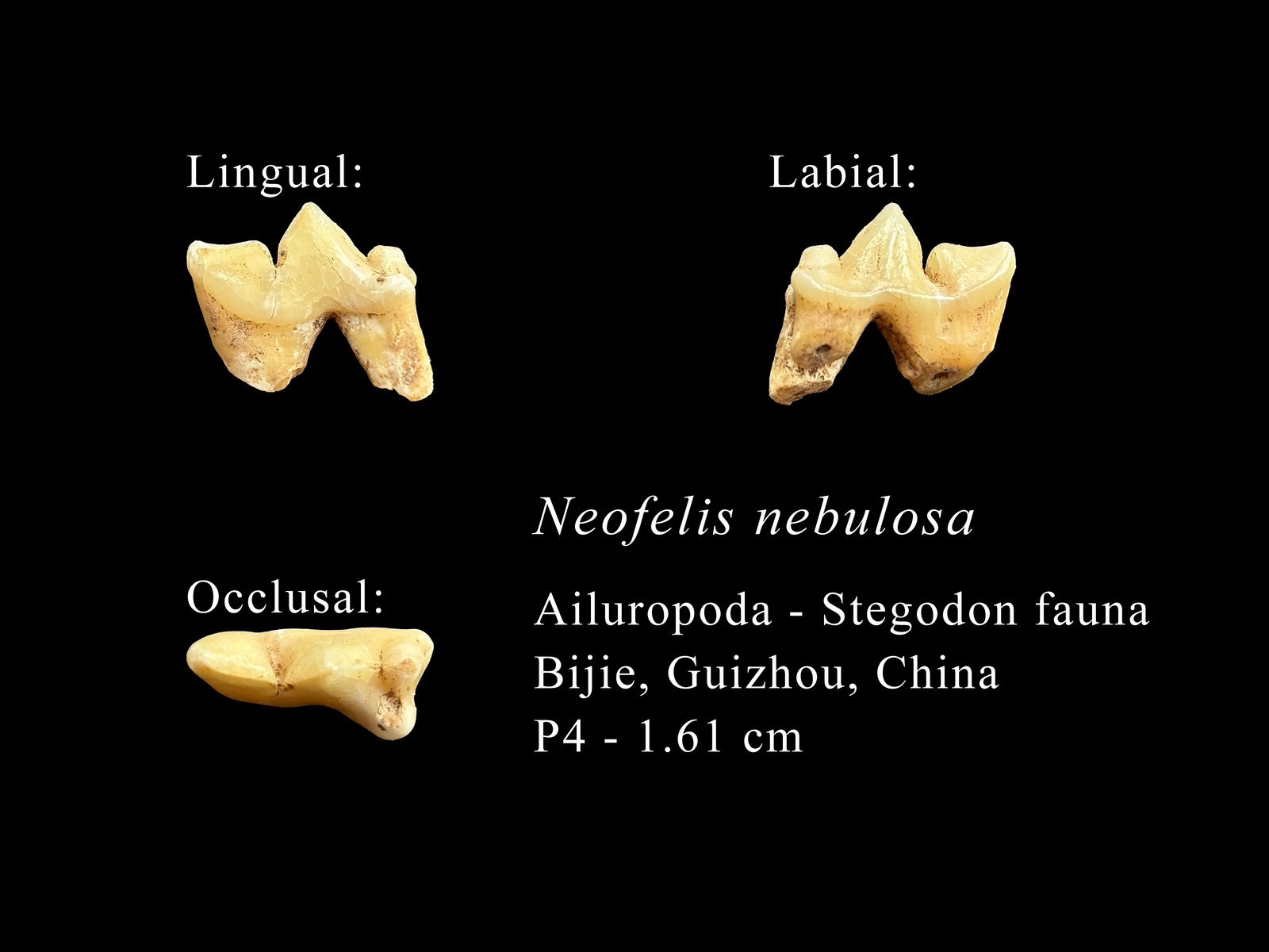 Neofelis.png - Mammals - The Fossil Forum