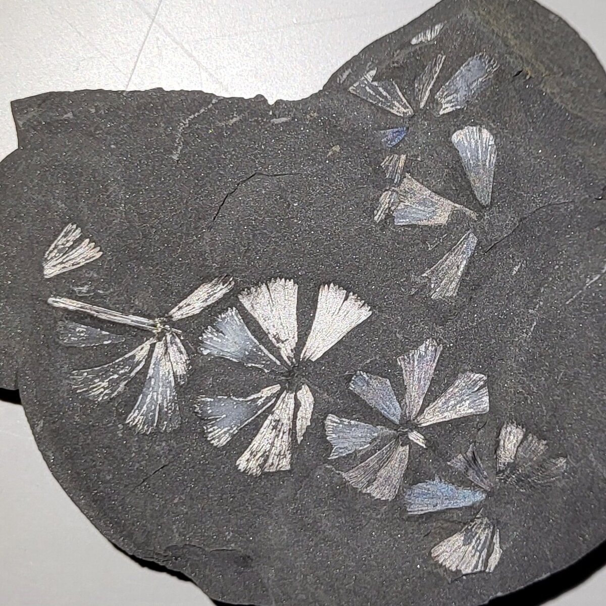 Sphenophyllum sp. - Member Collections - The Fossil Forum