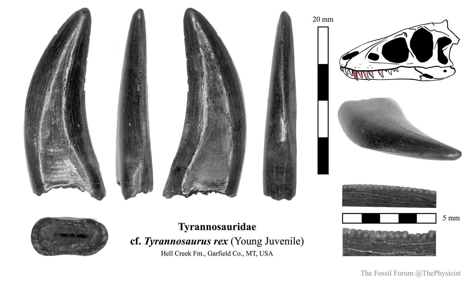 Young juvenile tyrannosaurid tooth - Cretaceous - The Fossil Forum