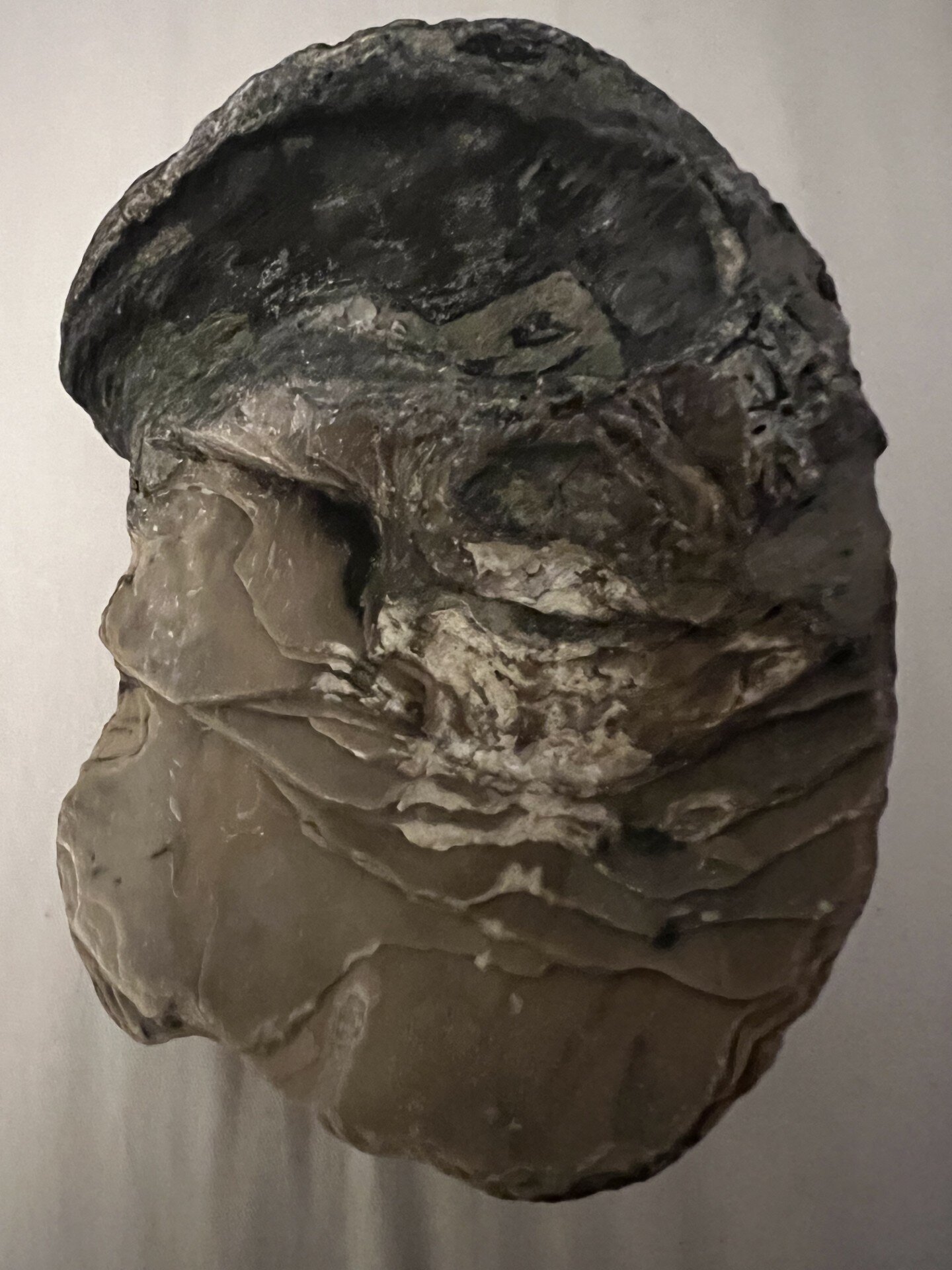 Atlantic Oyster ID help Myrtle Beach, SC - Fossil ID - The Fossil Forum
