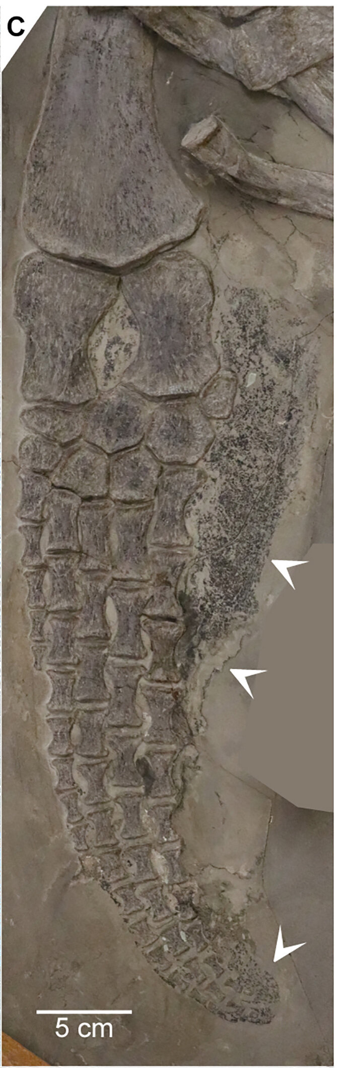 Plesiosaurs has scales on their flippers! - Fossil News - The Fossil Forum