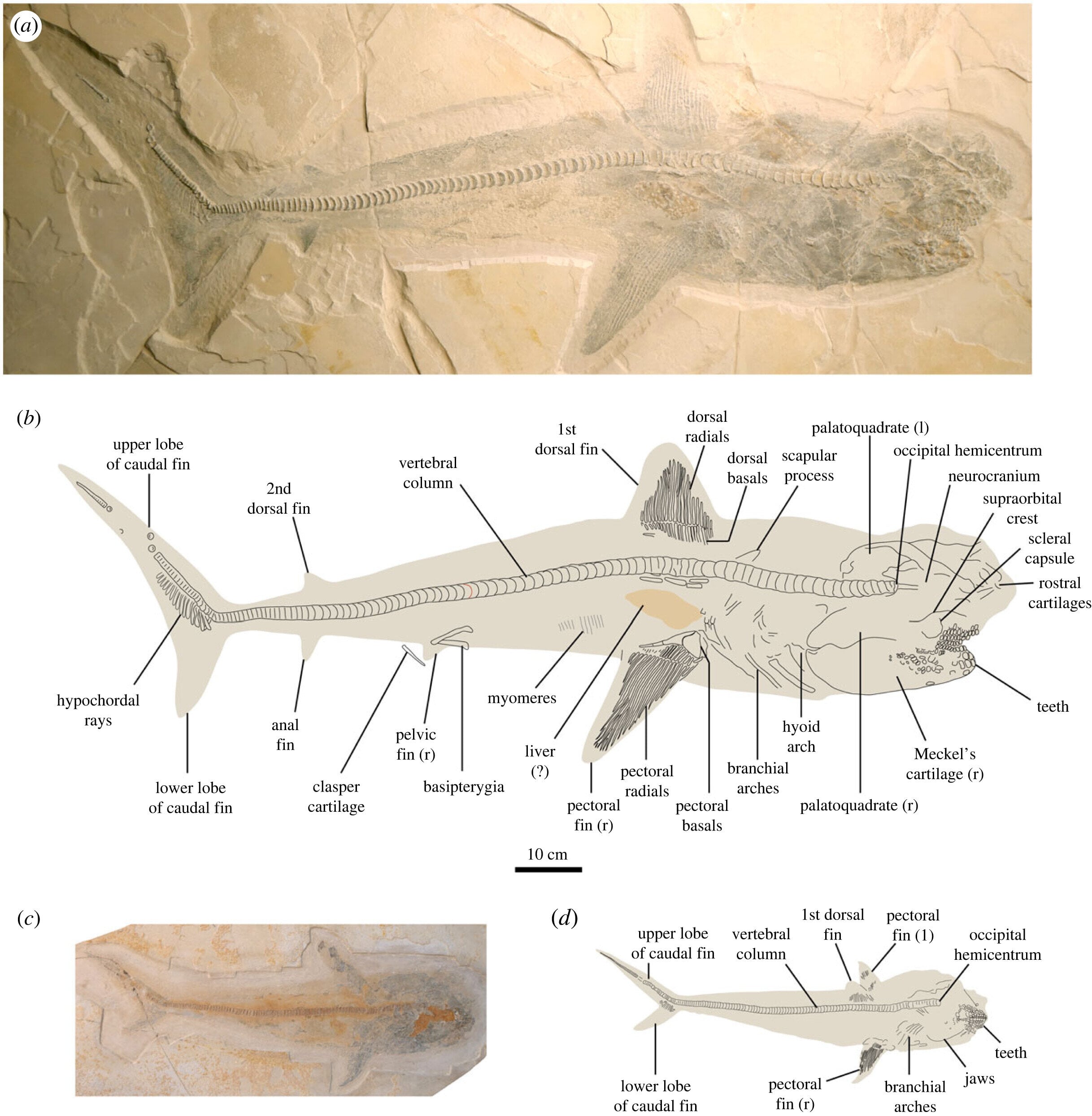 Ranking the greatest lagerstatten per period - General Fossil ...
