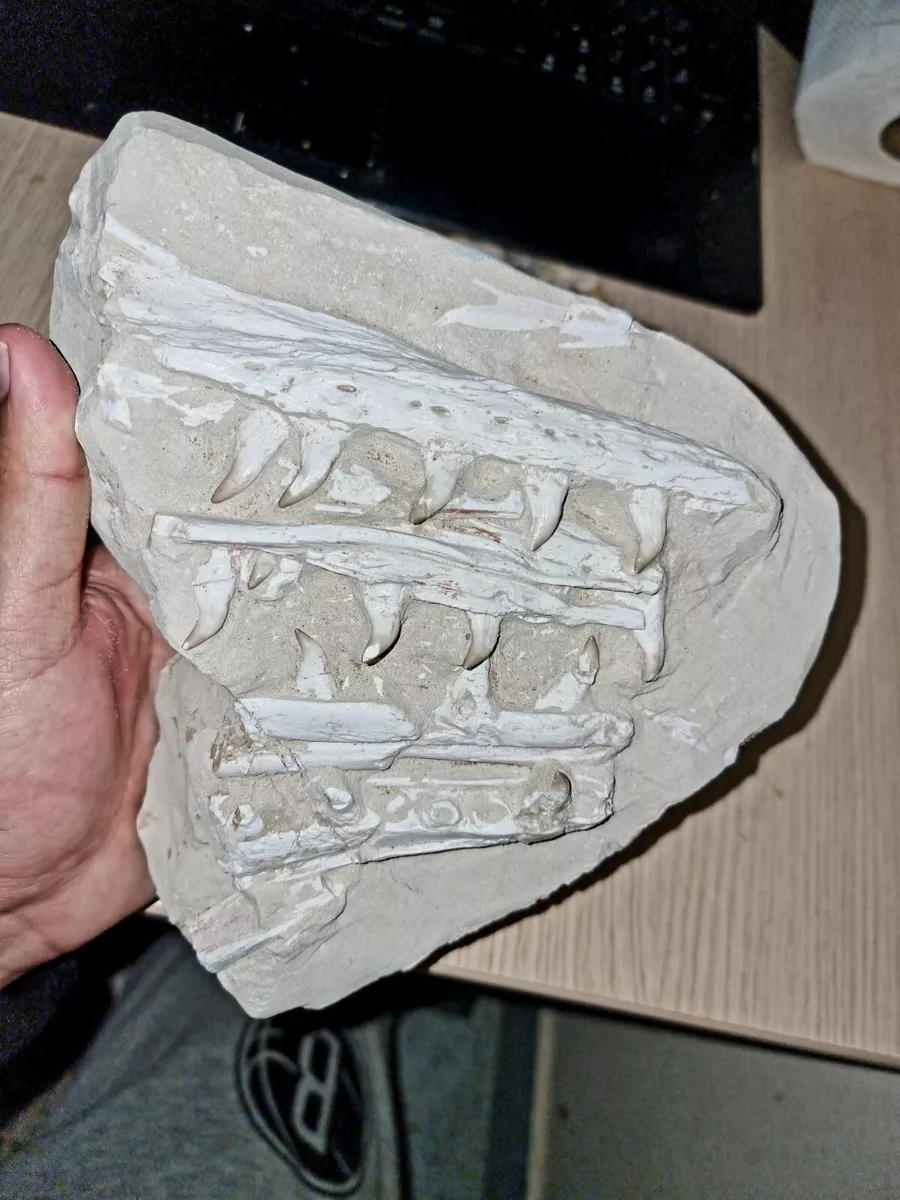 Mosasaurus Jaws - Is It Real? How to Recognize Fossil Fabrications ...
