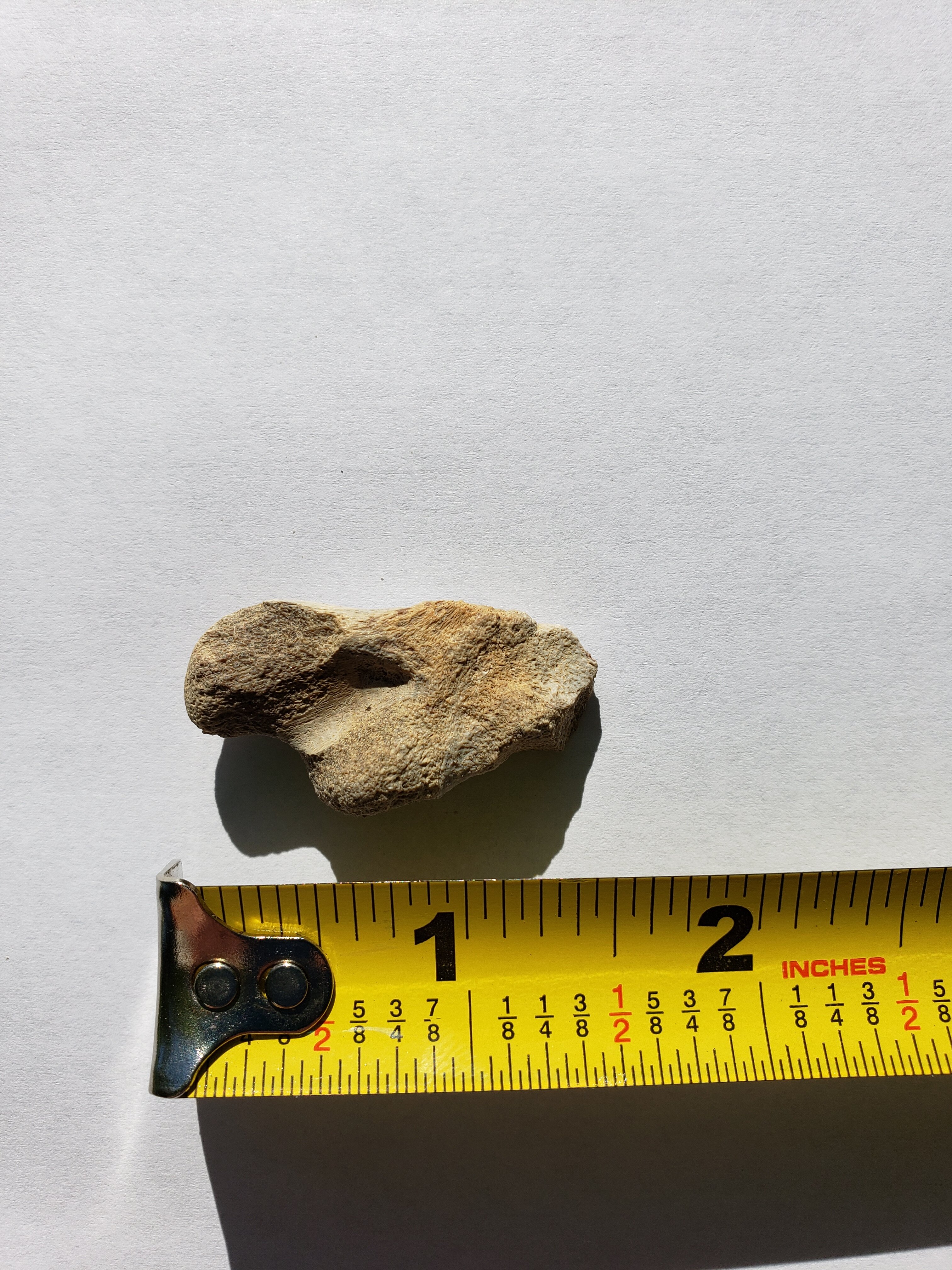 Bone identification - Fossil ID - The Fossil Forum