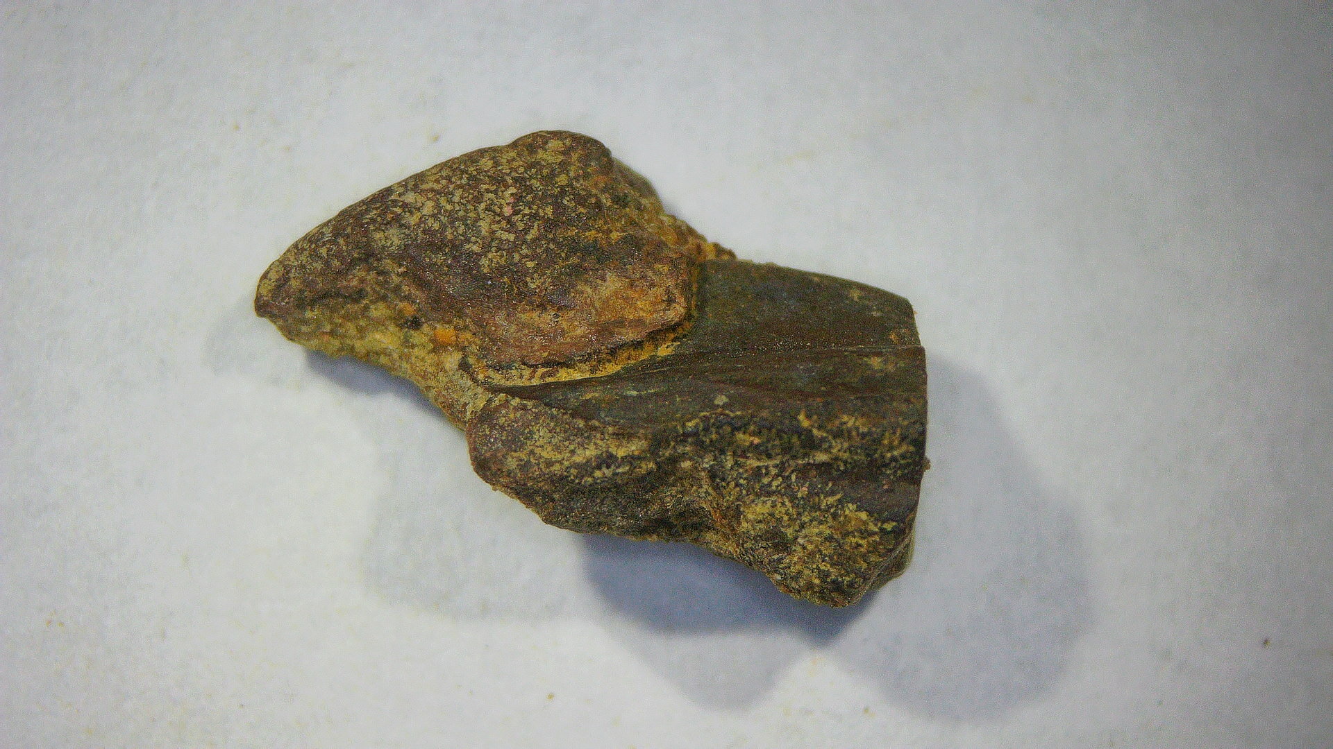 Hadrosaur Teeth - General Fossil Discussion - The Fossil Forum