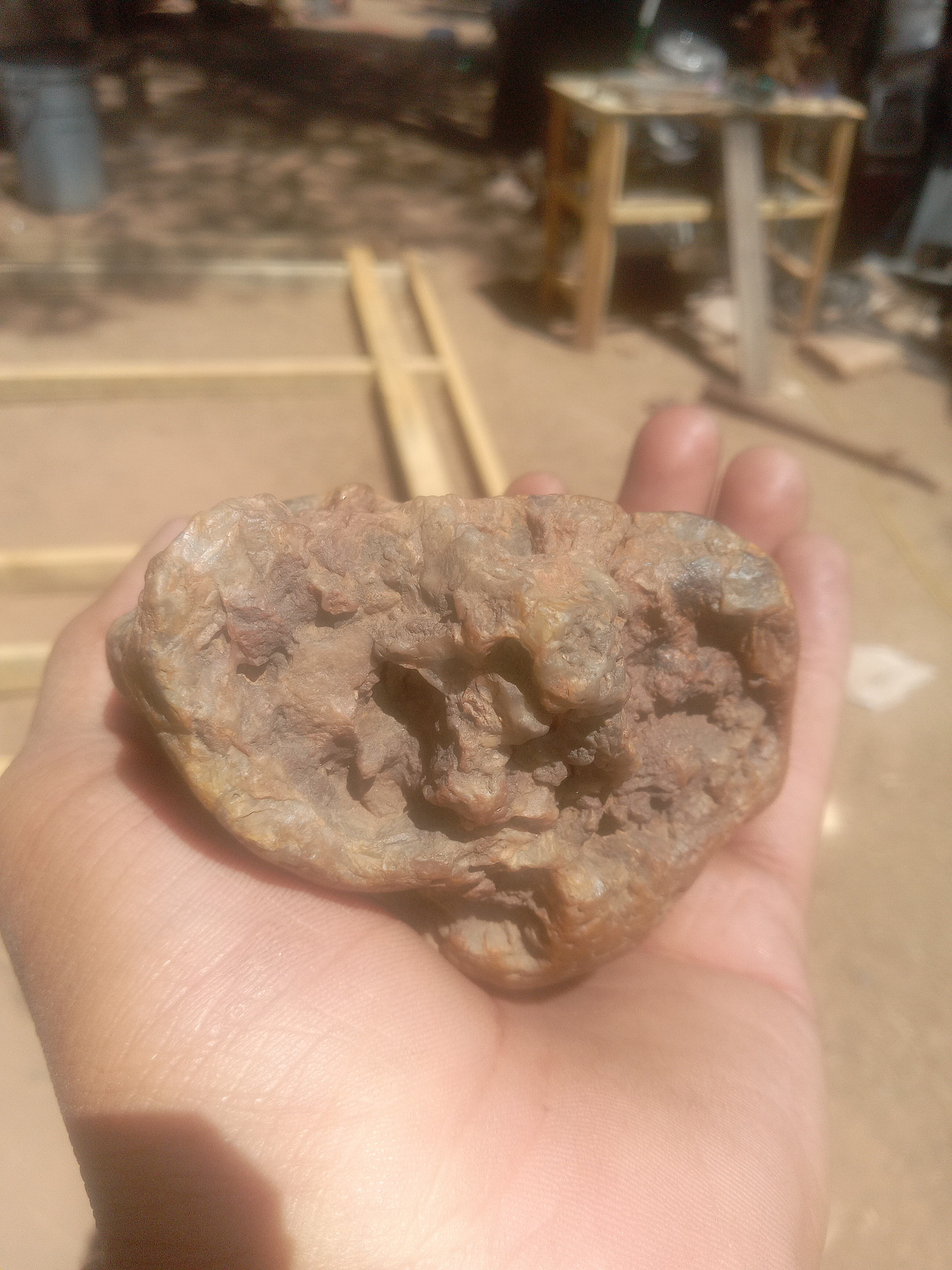 Petrified baby skull - Fossil ID - The Fossil Forum