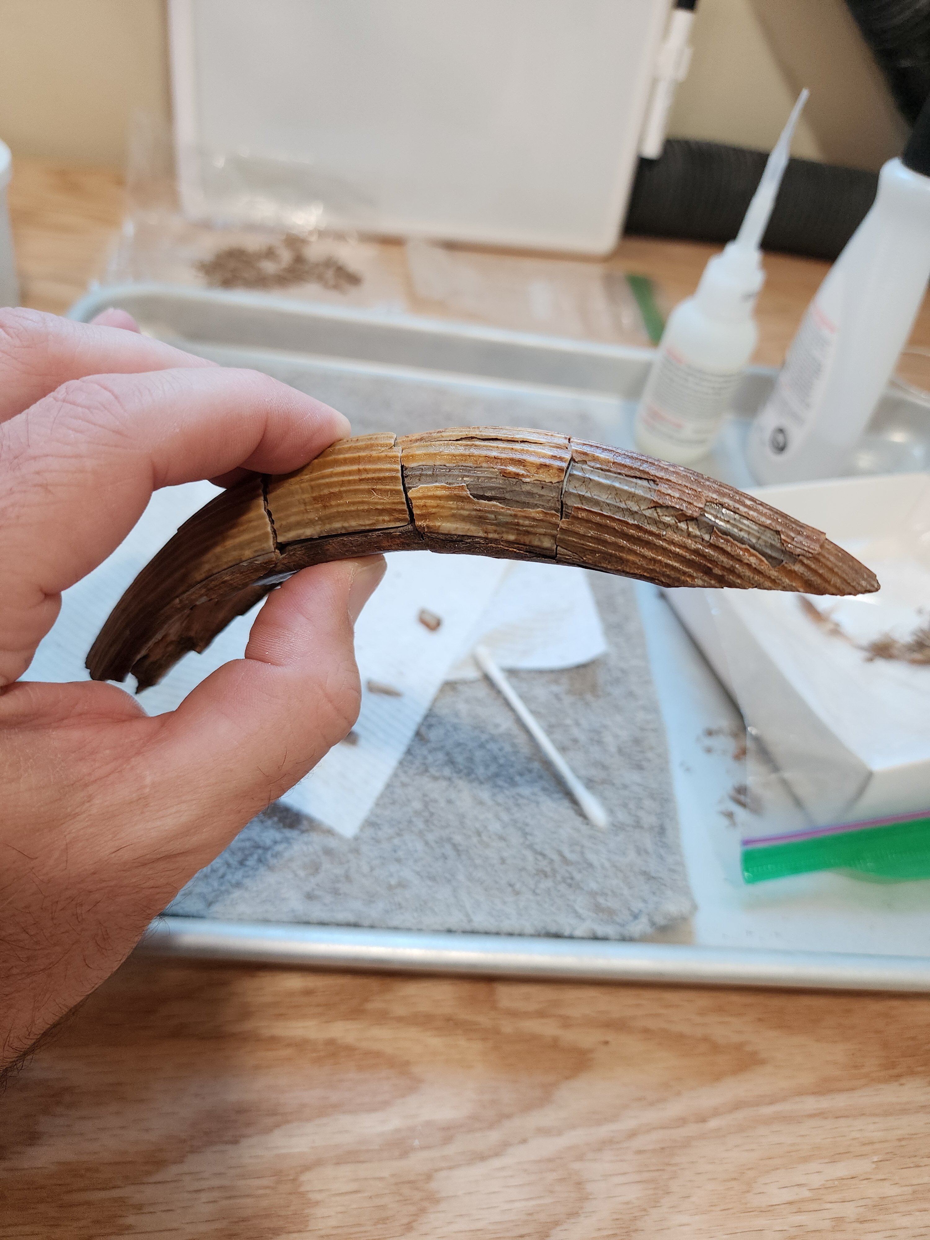 Giant beaver Castoroides incisor - General Fossil Discussion - The ...