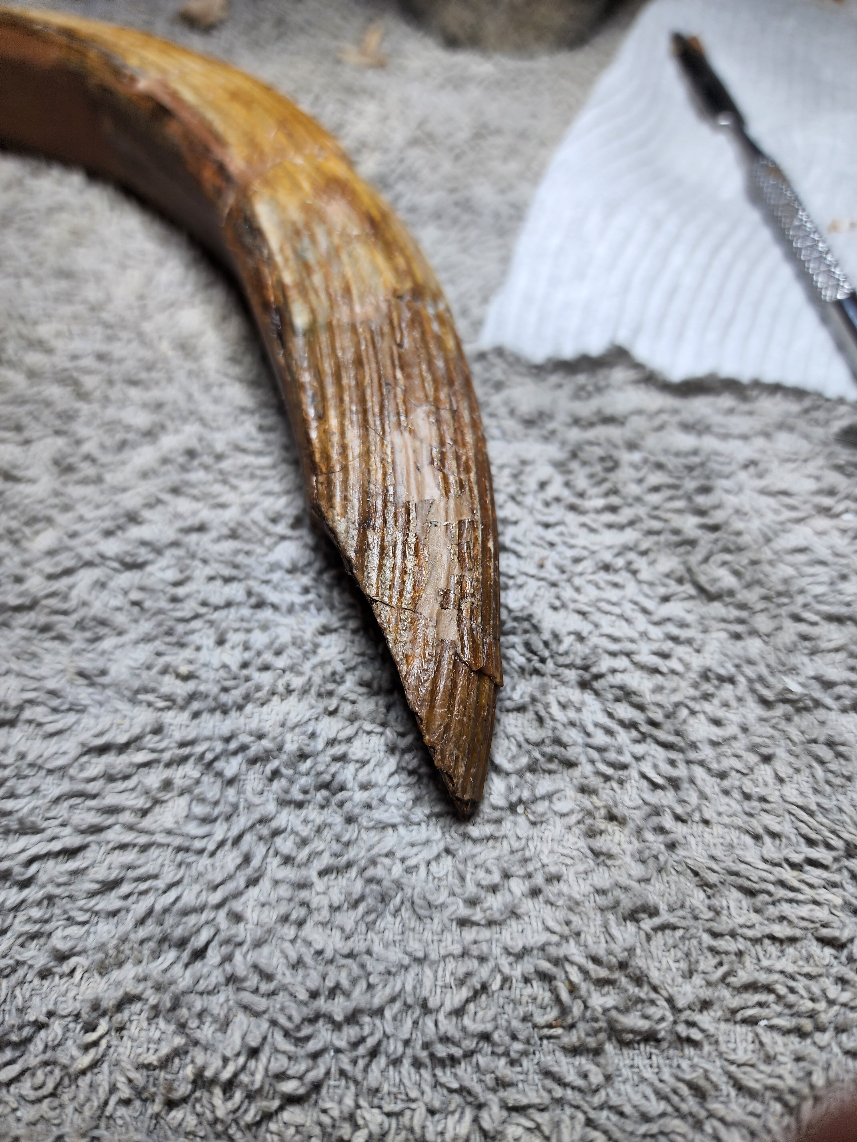 Giant beaver Castoroides incisor - General Fossil Discussion - The ...