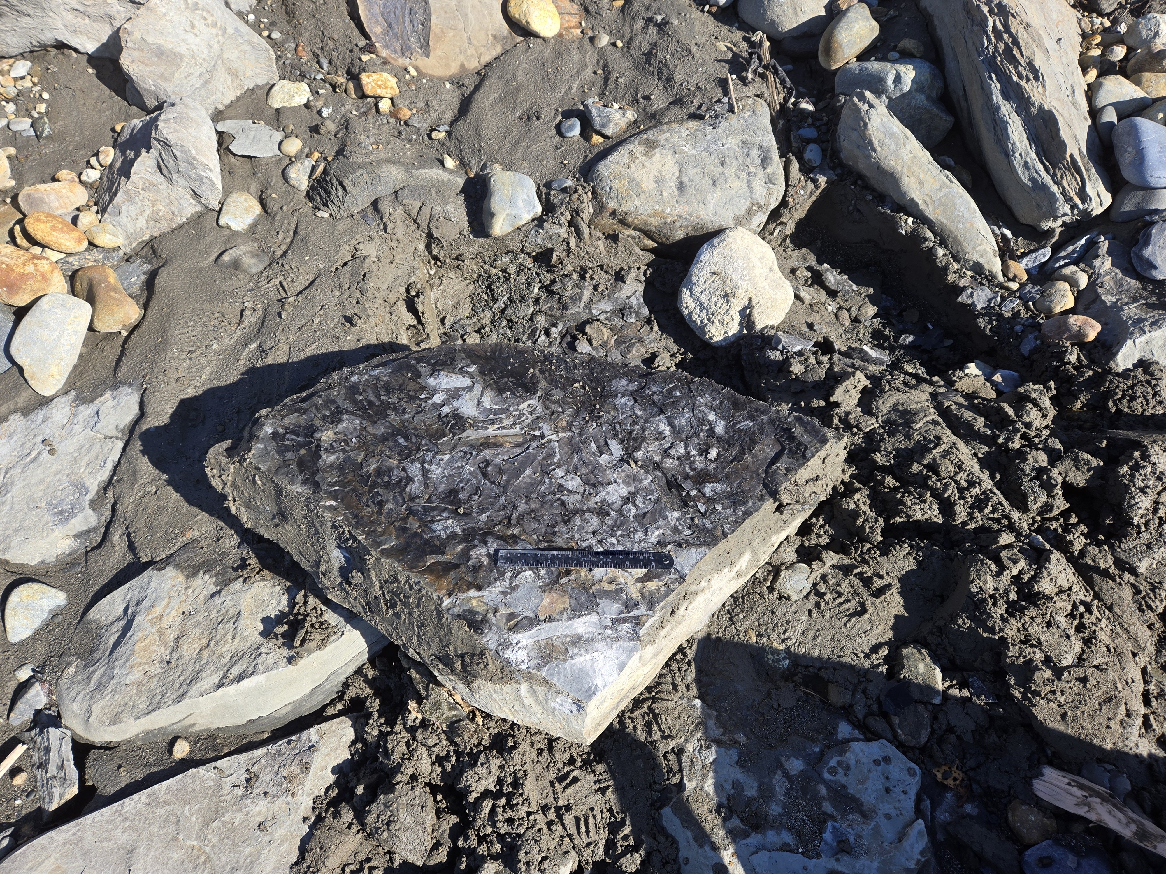 A surprising Alaska trip! - Fossil Hunting Trips - The Fossil Forum