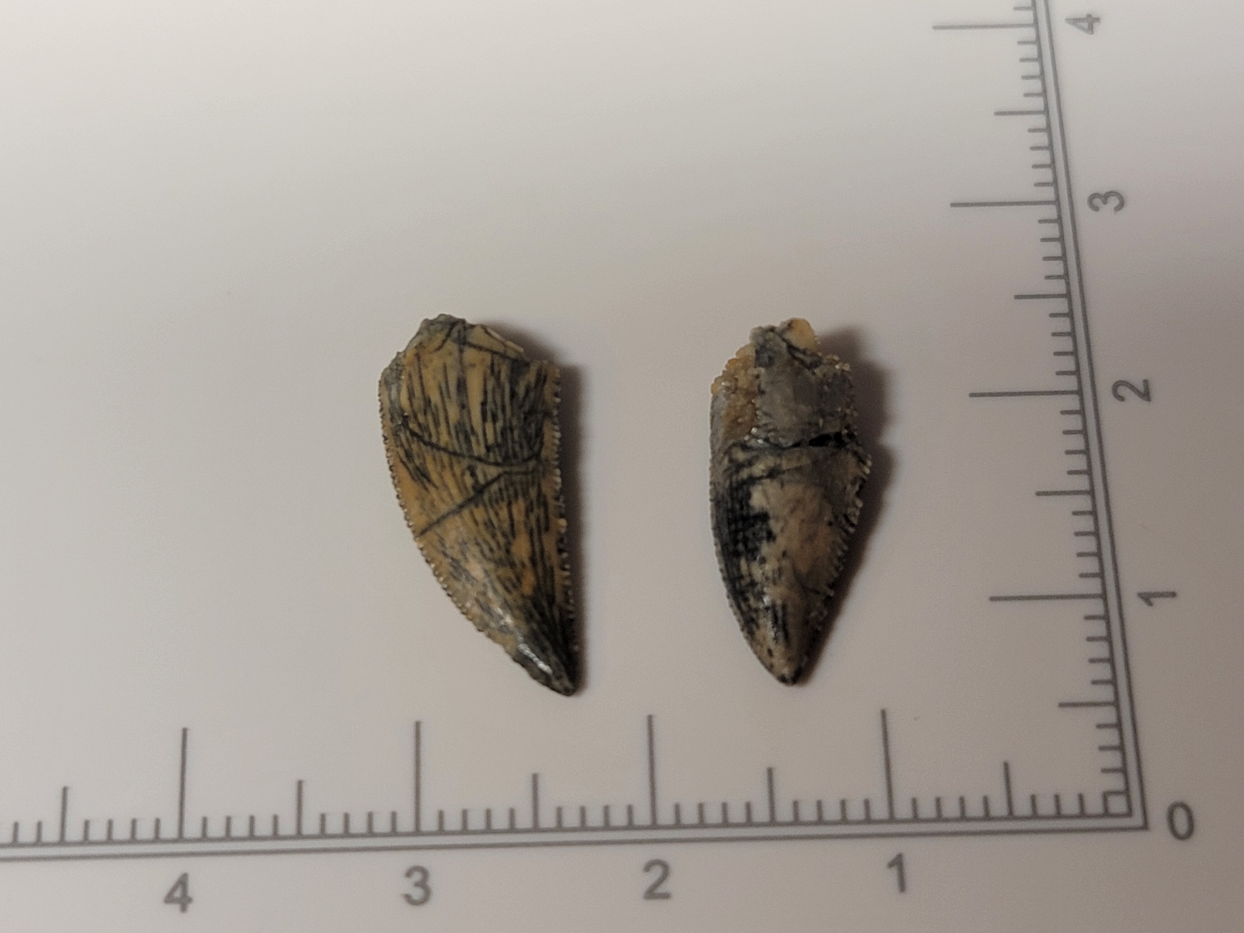 Latest Mailbox Score -2025! - Page 3 - Member Collections - The Fossil ...