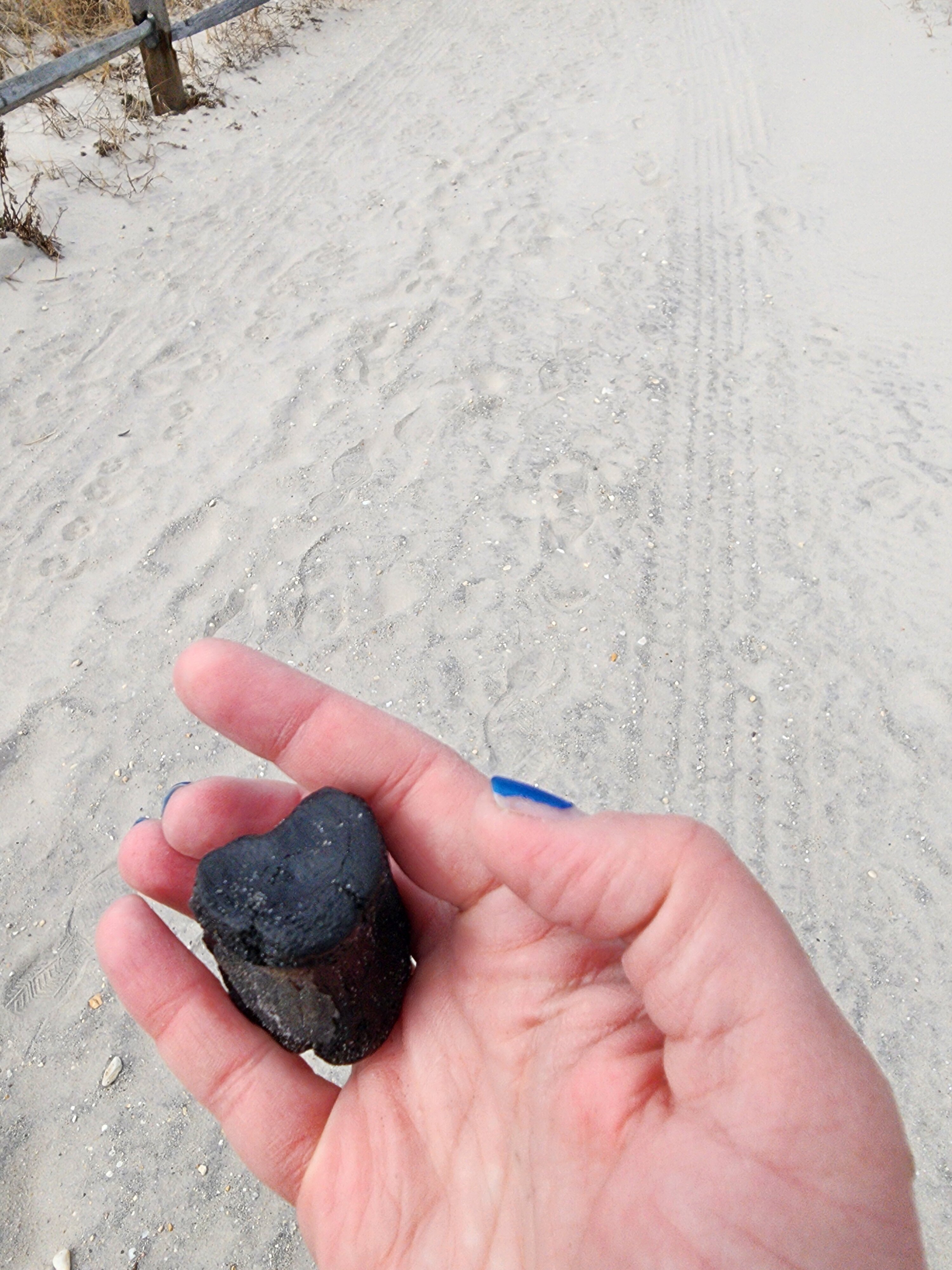 Bone found on the beach in NJ - Fossil ID - The Fossil Forum