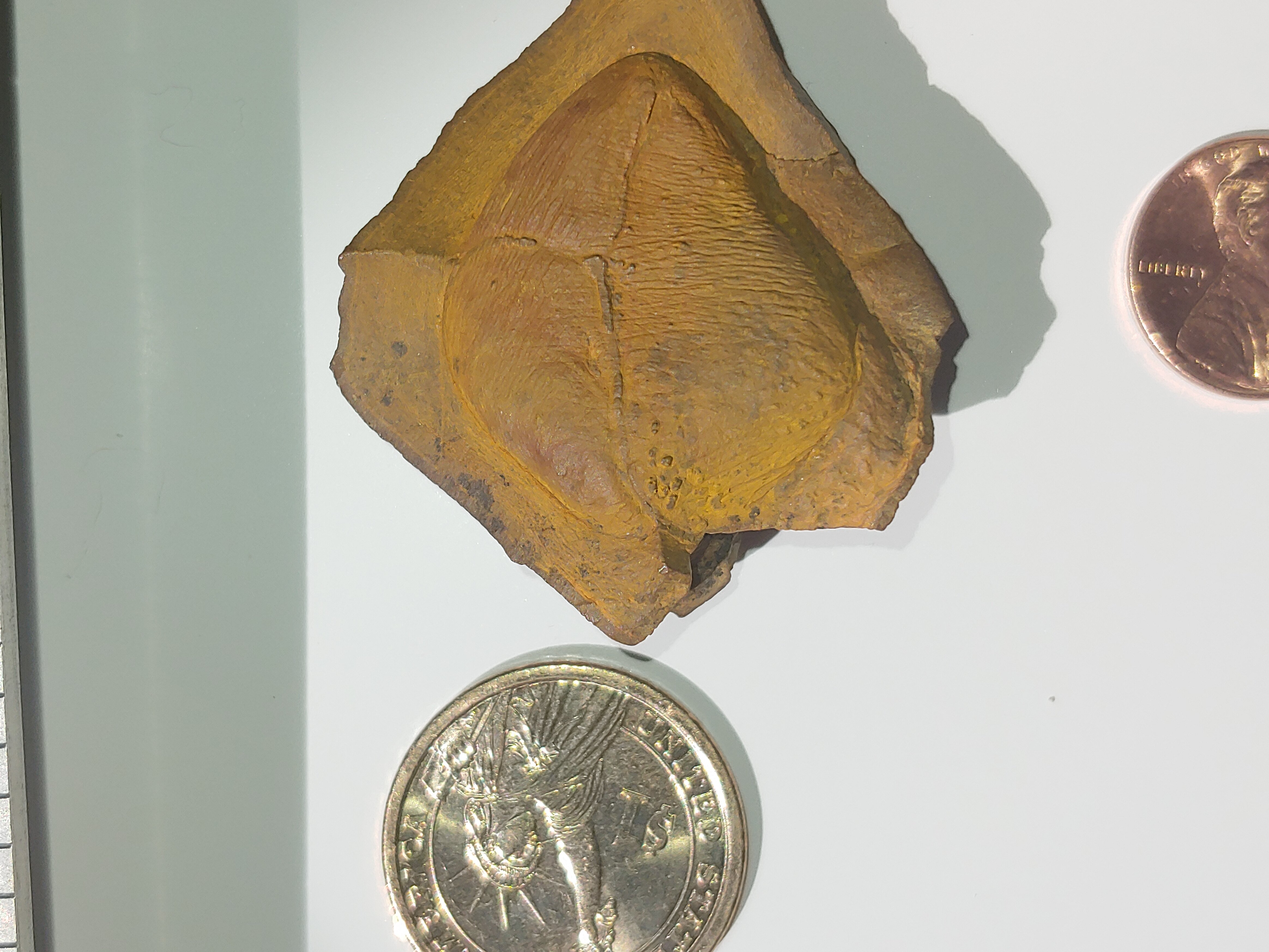 I Think this is a fossilized toad with intact skin - Fossil ID - The ...