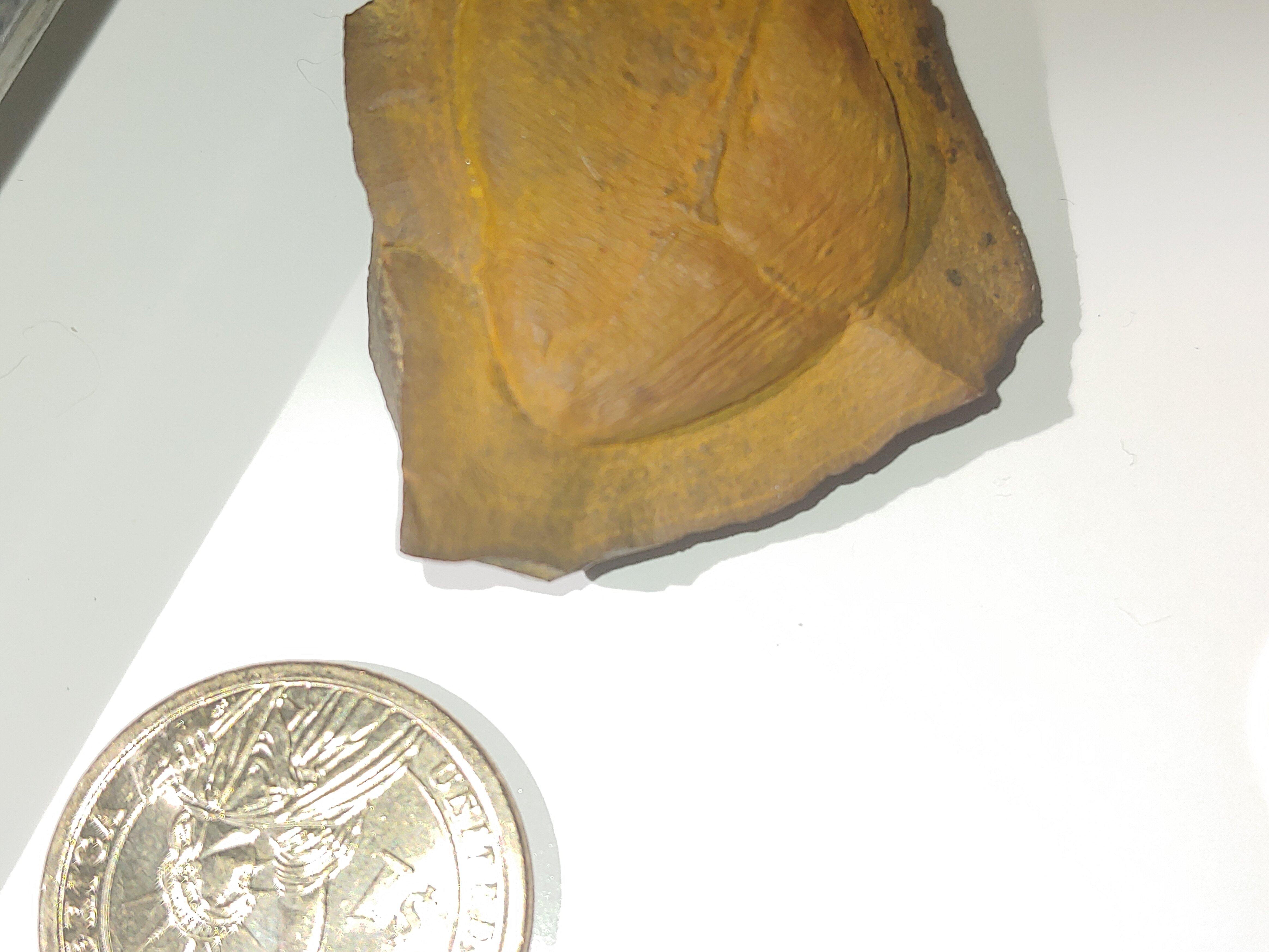 I Think this is a fossilized toad with intact skin - Fossil ID - The ...