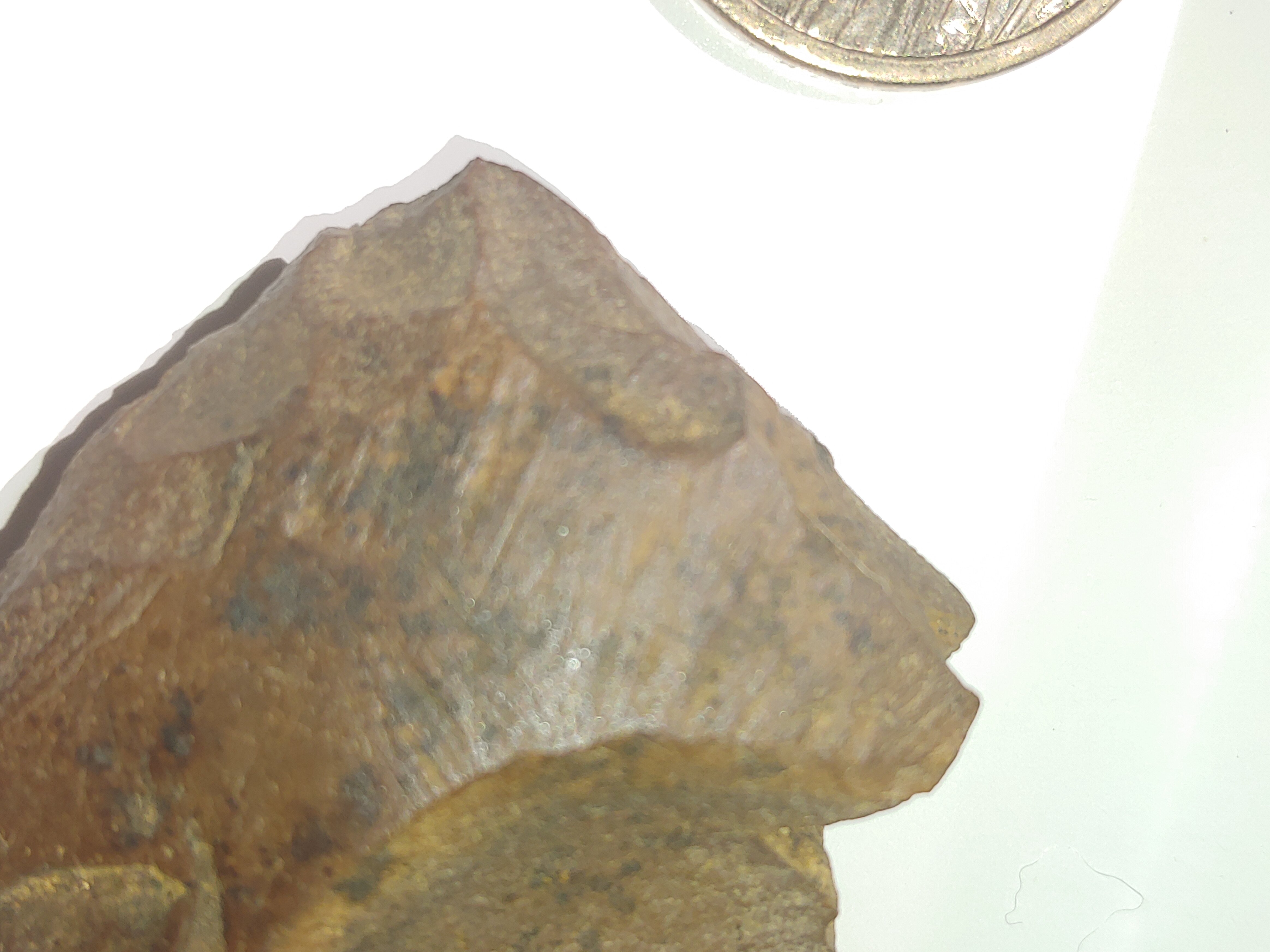 I Think this is a fossilized toad with intact skin - Fossil ID - The ...