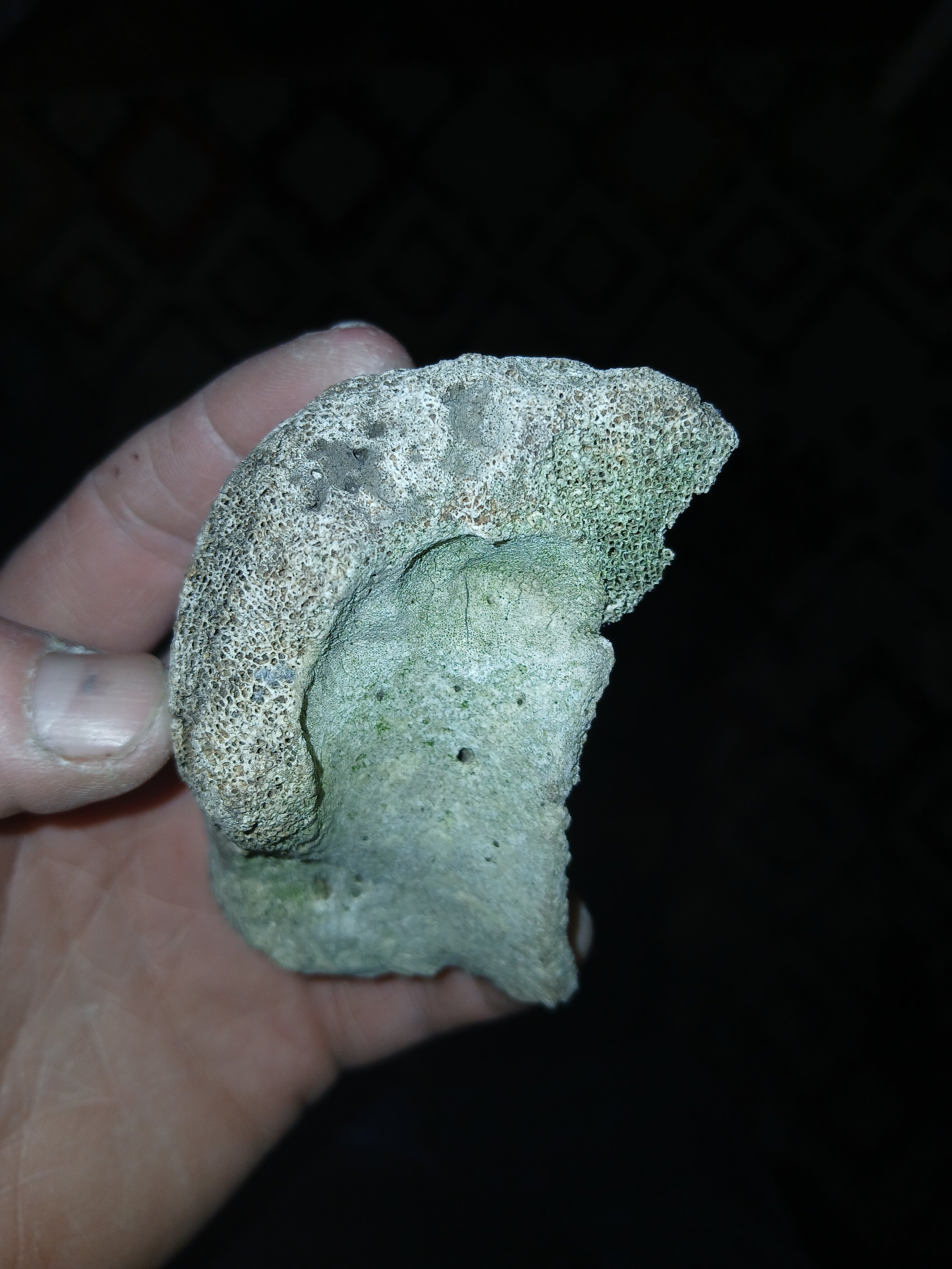 Help identifying - Fossil ID - The Fossil Forum