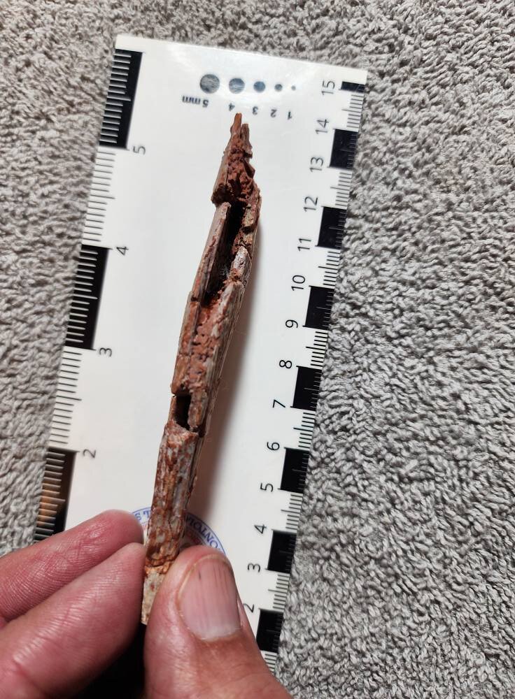 Permian shark spine - Fossil ID - The Fossil Forum