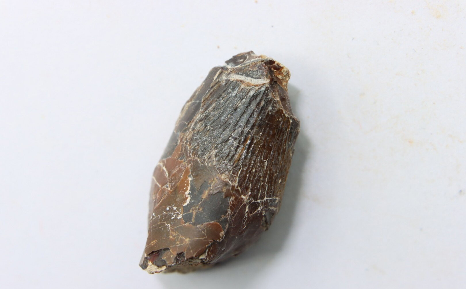 Which Polycotylids lived in the Akrabou formation ? - Questions ...