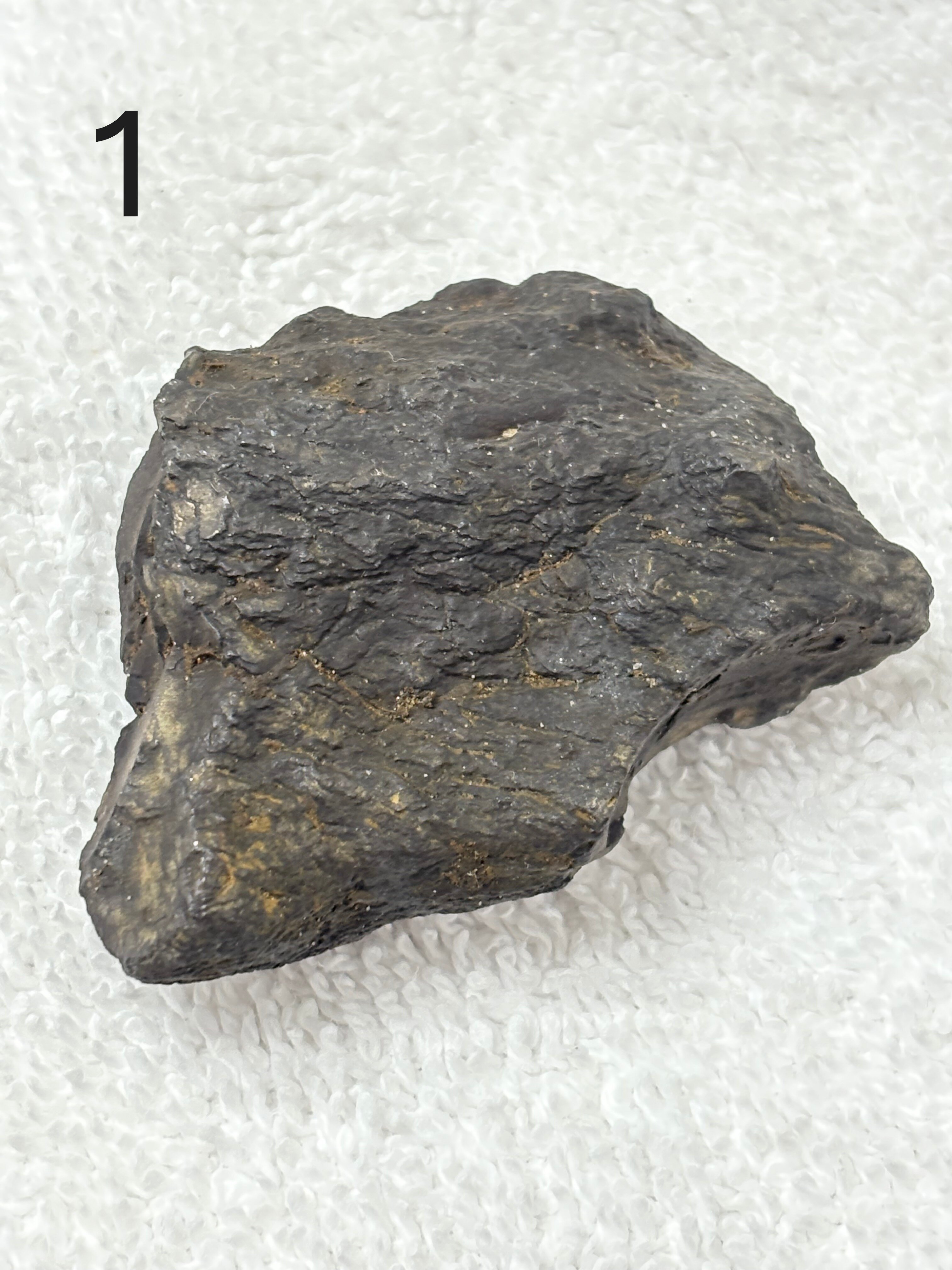 Big Brook Fossil ID Help - Fossil ID - The Fossil Forum
