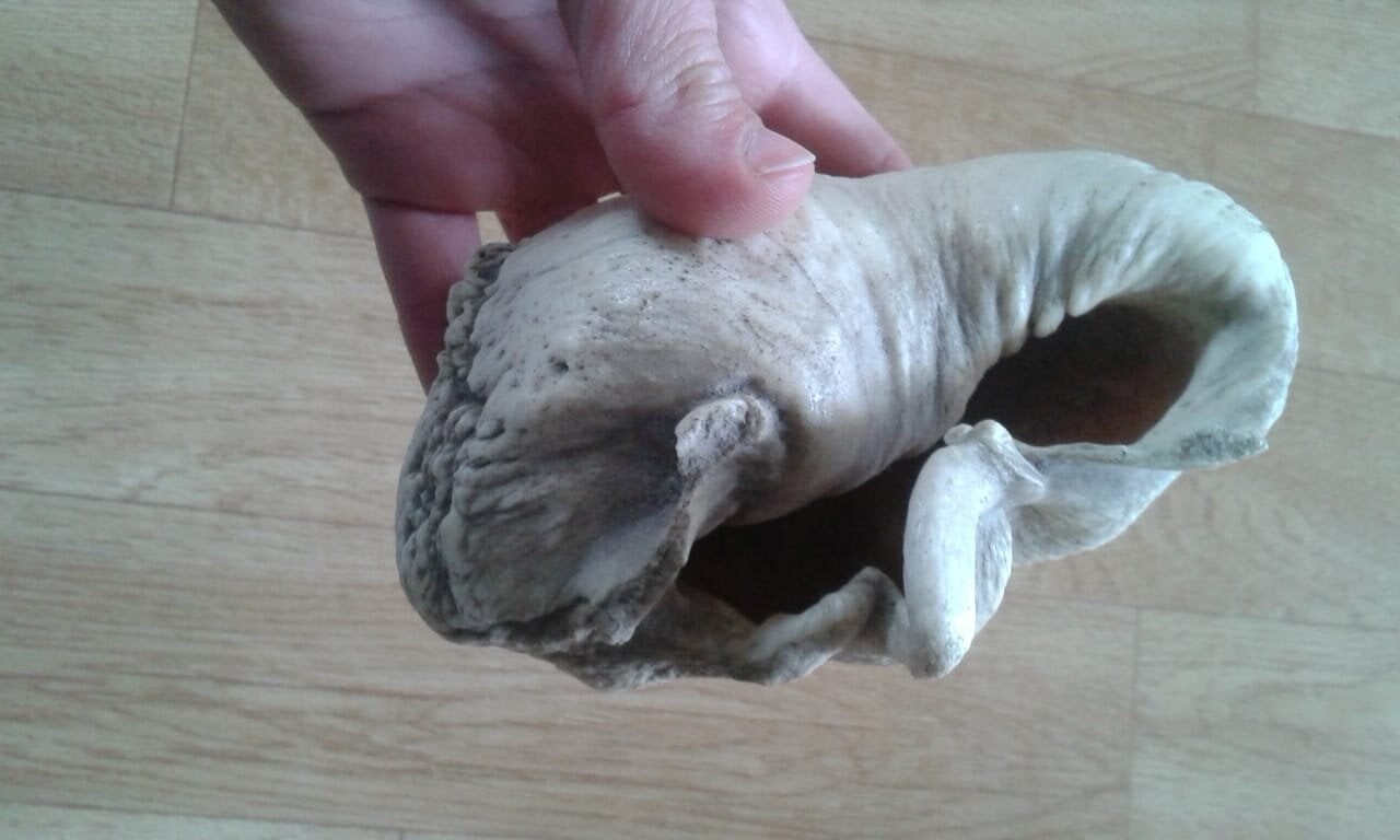 Cetacean ear bone. Any thoughts? - Fossil ID - The Fossil Forum