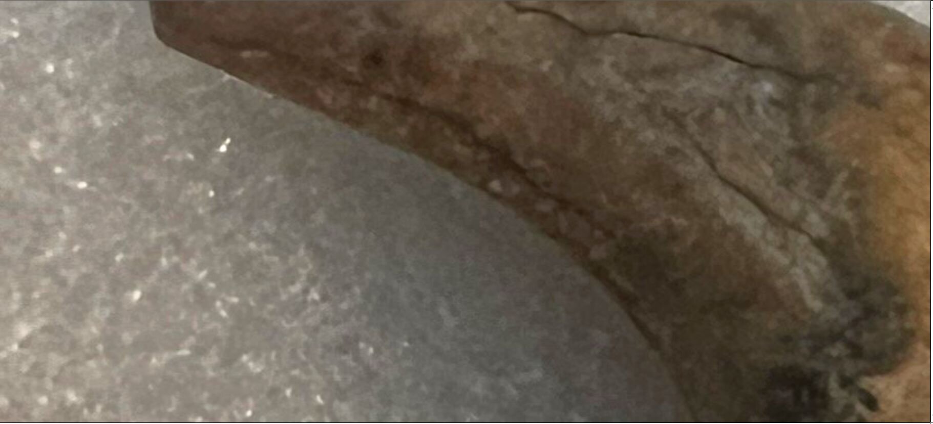 Dire Wolf Tooth - Fossil ID - The Fossil Forum
