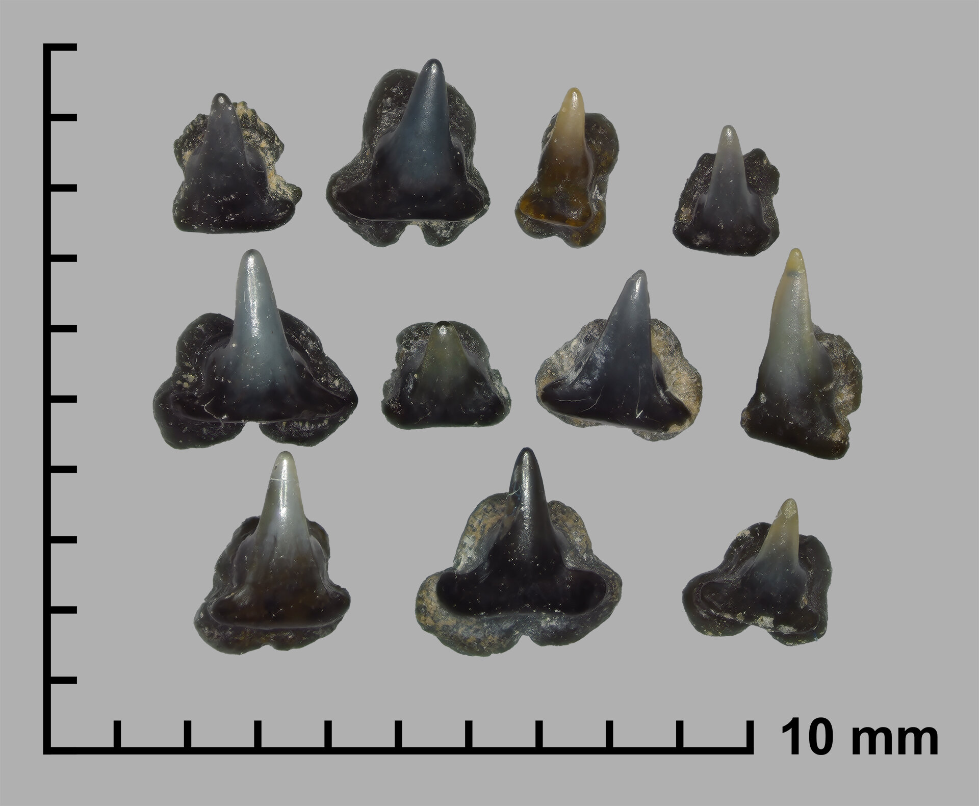 Micro shark teeth from Florida - Fossil ID - The Fossil Forum