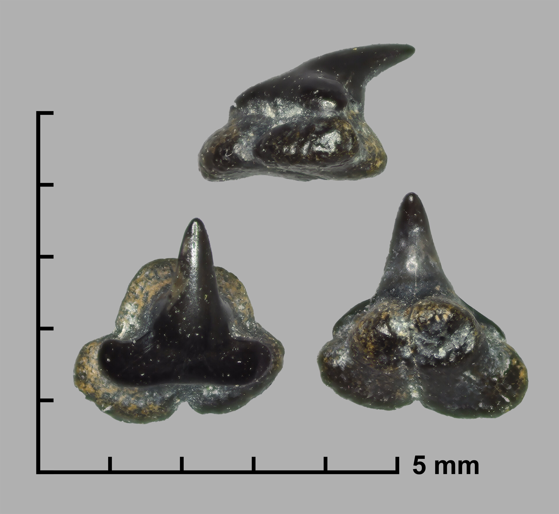 Micro shark teeth from Florida - Fossil ID - The Fossil Forum