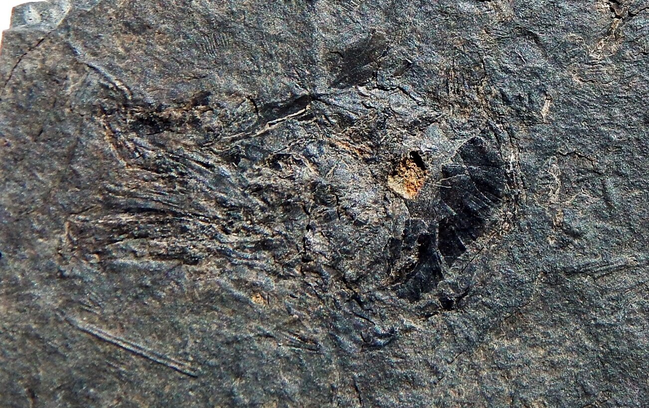 Eocene boney fish operculum - Micro-paleontology - The Fossil Forum