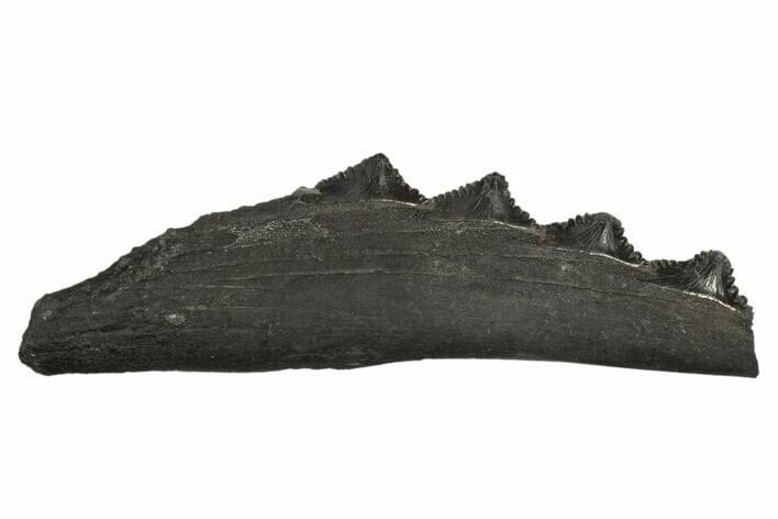 Edestus jaw - Is It Real? How to Recognize Fossil Fabrications - The ...
