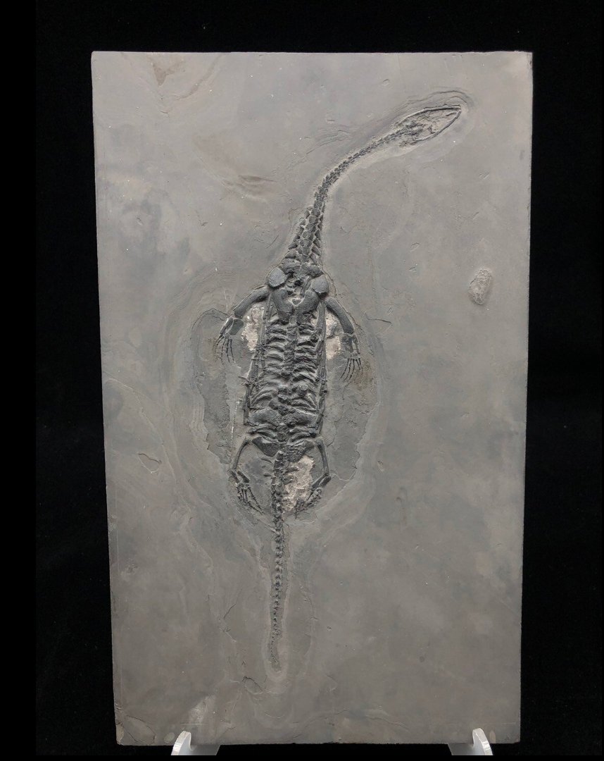 Advice on Keichousaurus - Is It Real? How to Recognize Fossil ...