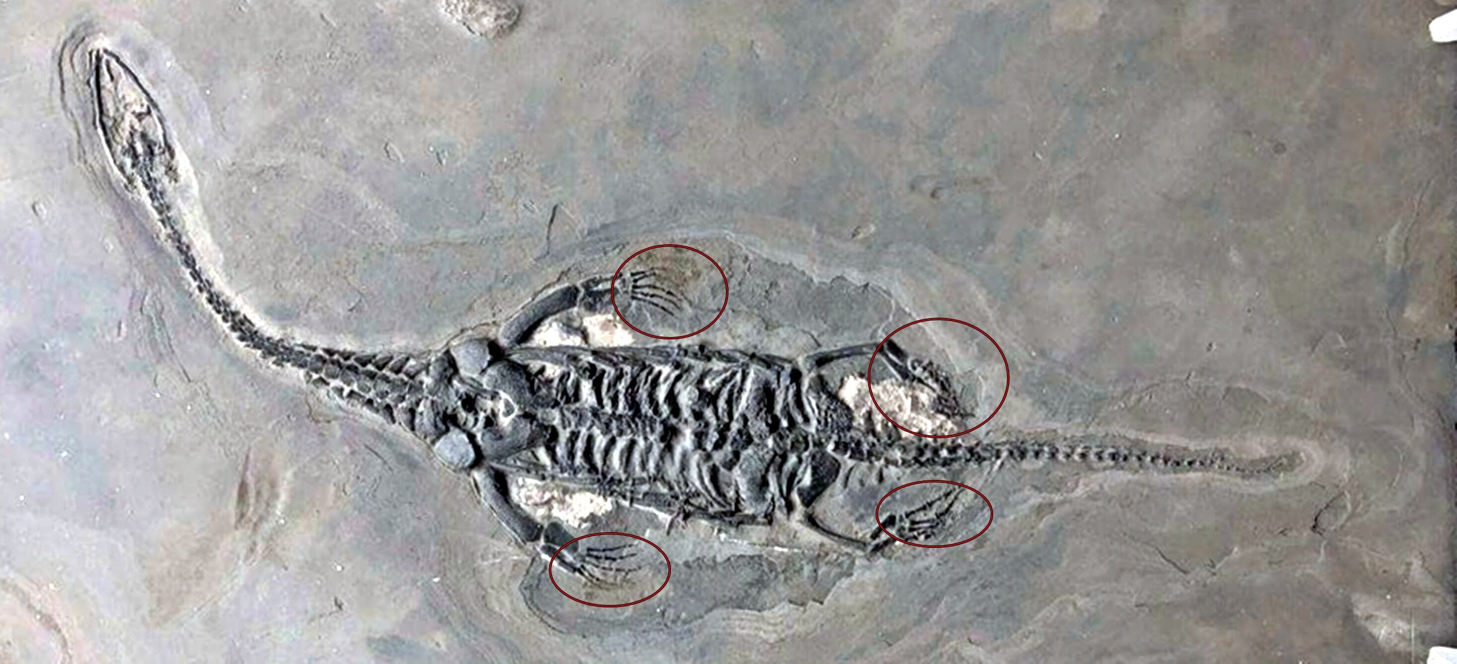 Advice on Keichousaurus - Is It Real? How to Recognize Fossil ...