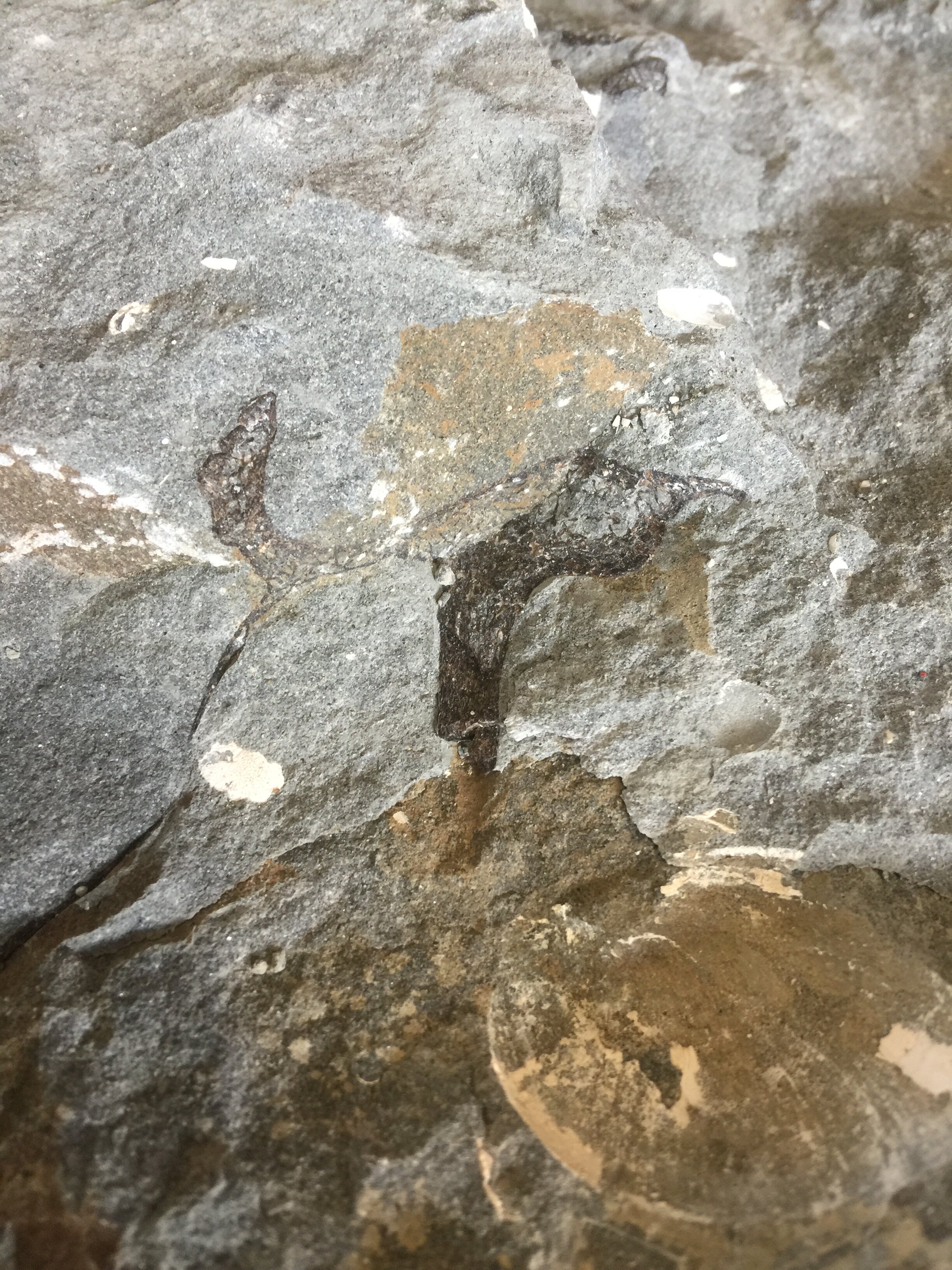 Articulated seal forelimb Eomonachus belegaerensis - Fossil Preparation ...