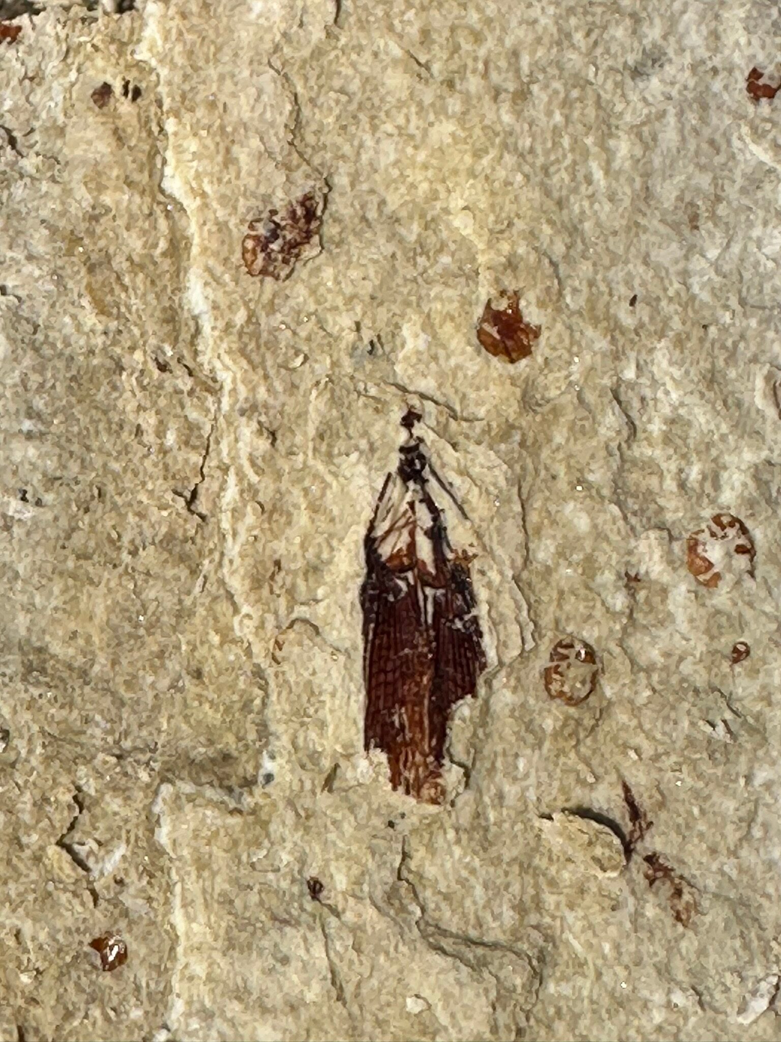 Southern California Fossils - Newport Beach Back Bay - Pleistocene and ...