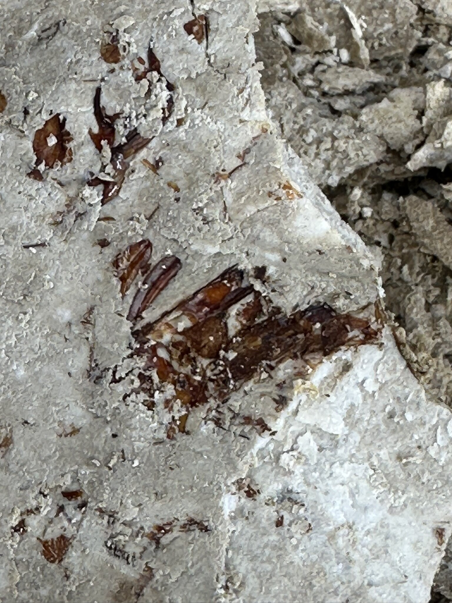 Southern California Fossils - Newport Beach Back Bay - Pleistocene and ...