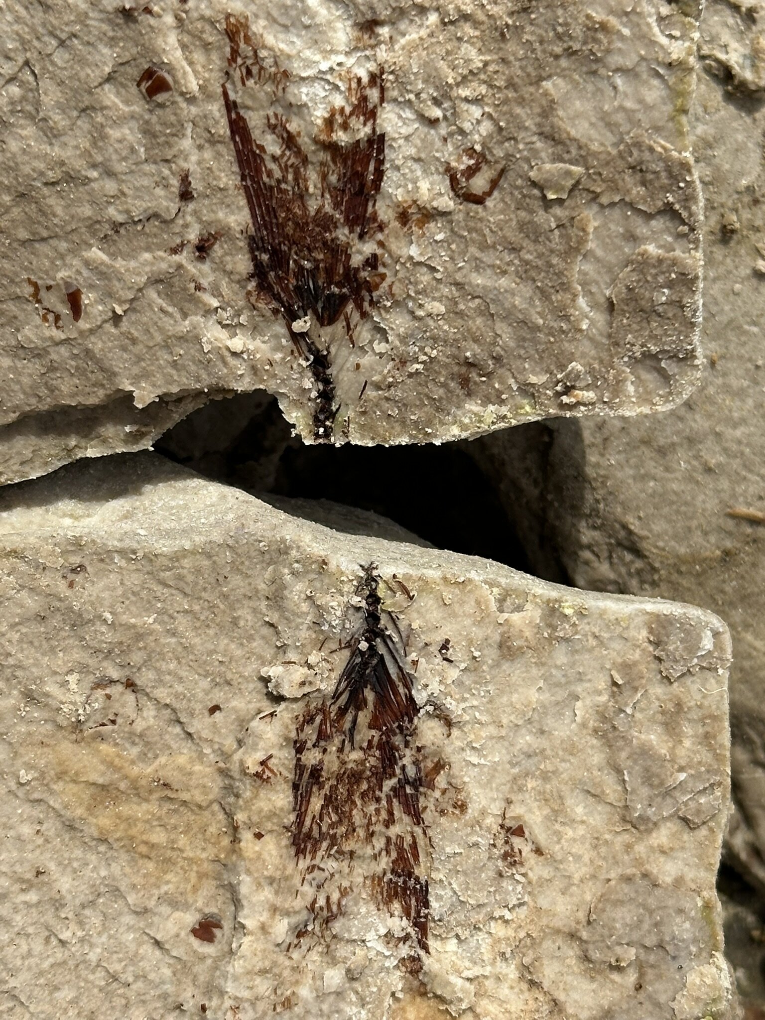 Southern California Fossils - Newport Beach Back Bay - Pleistocene and ...
