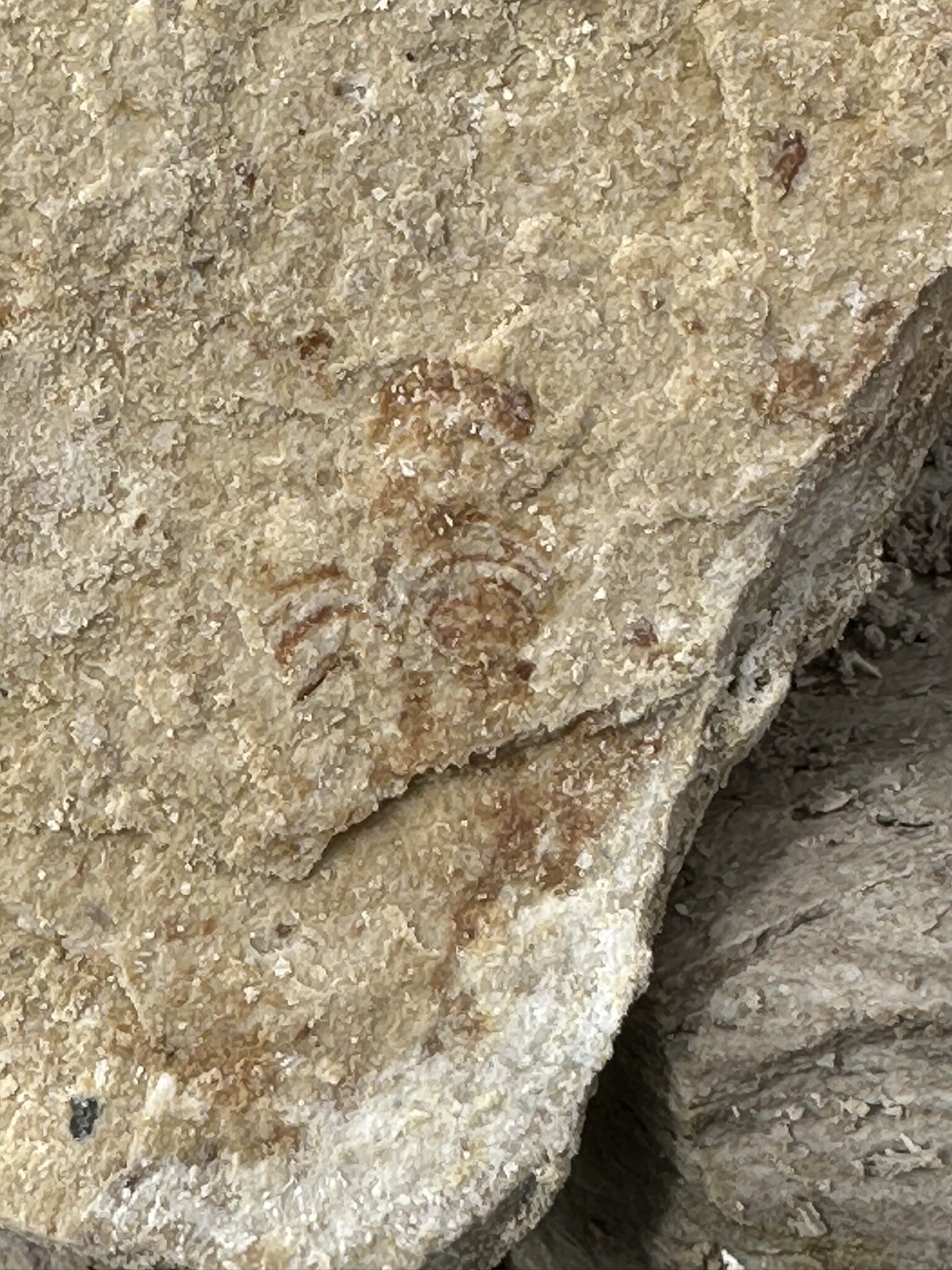 Southern California Fossils - Newport Beach Back Bay - Pleistocene and ...